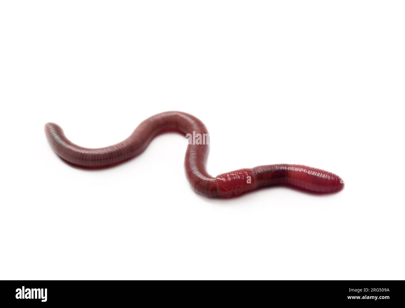 One earthworm isolated on white. Terrestrial invertebrates Stock Photo ...