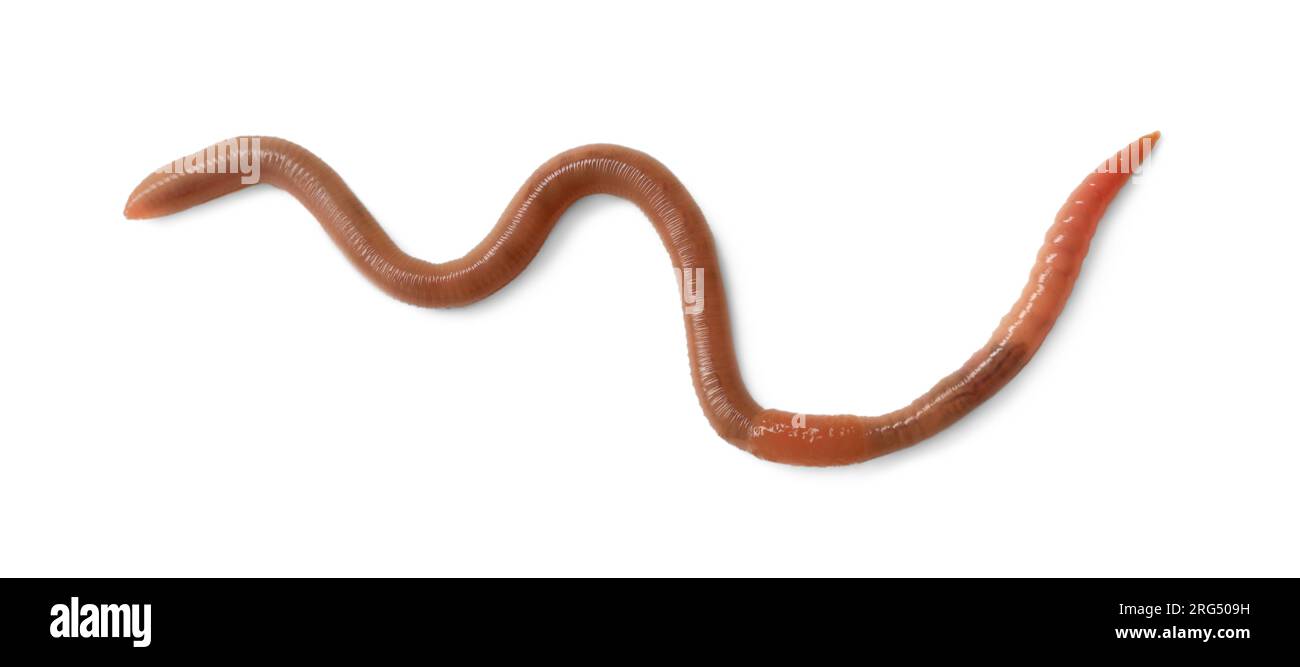 One earthworm isolated on white, top view. Terrestrial invertebrates ...