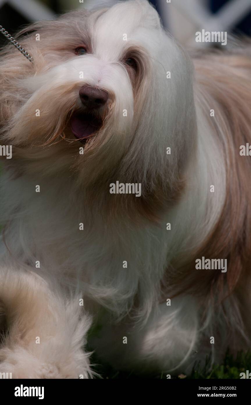 Long hair dogs hi-res stock photography and images - Alamy