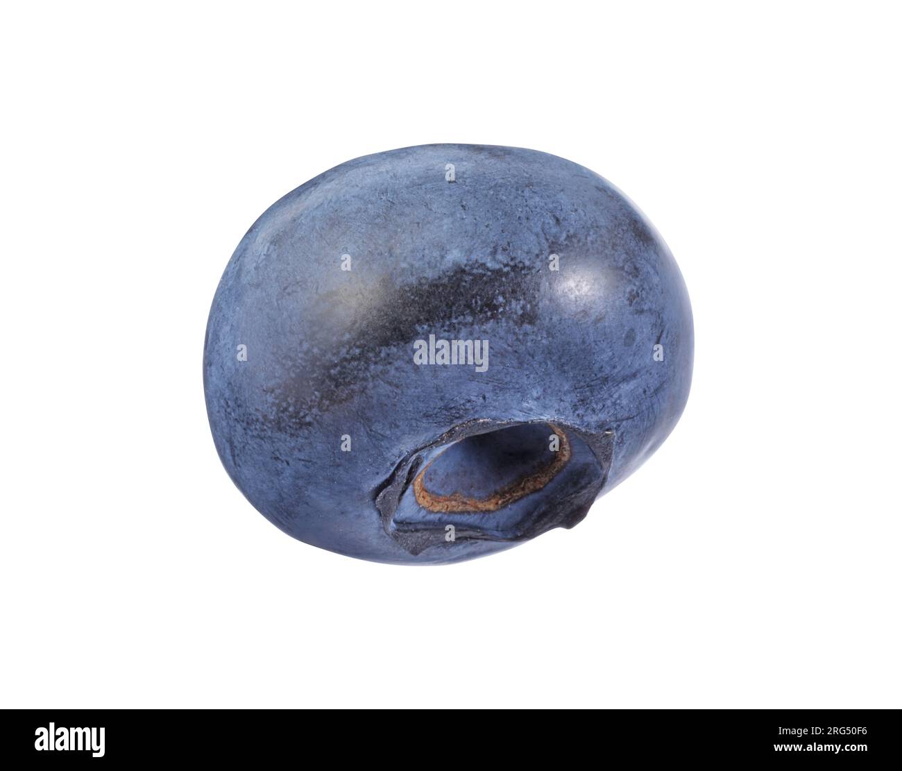 One fresh ripe blueberry isolated on white Stock Photo - Alamy