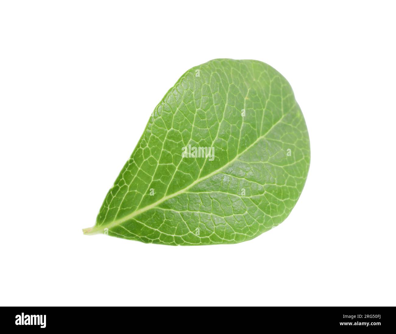 One green blueberry leaf isolated on white Stock Photo - Alamy
