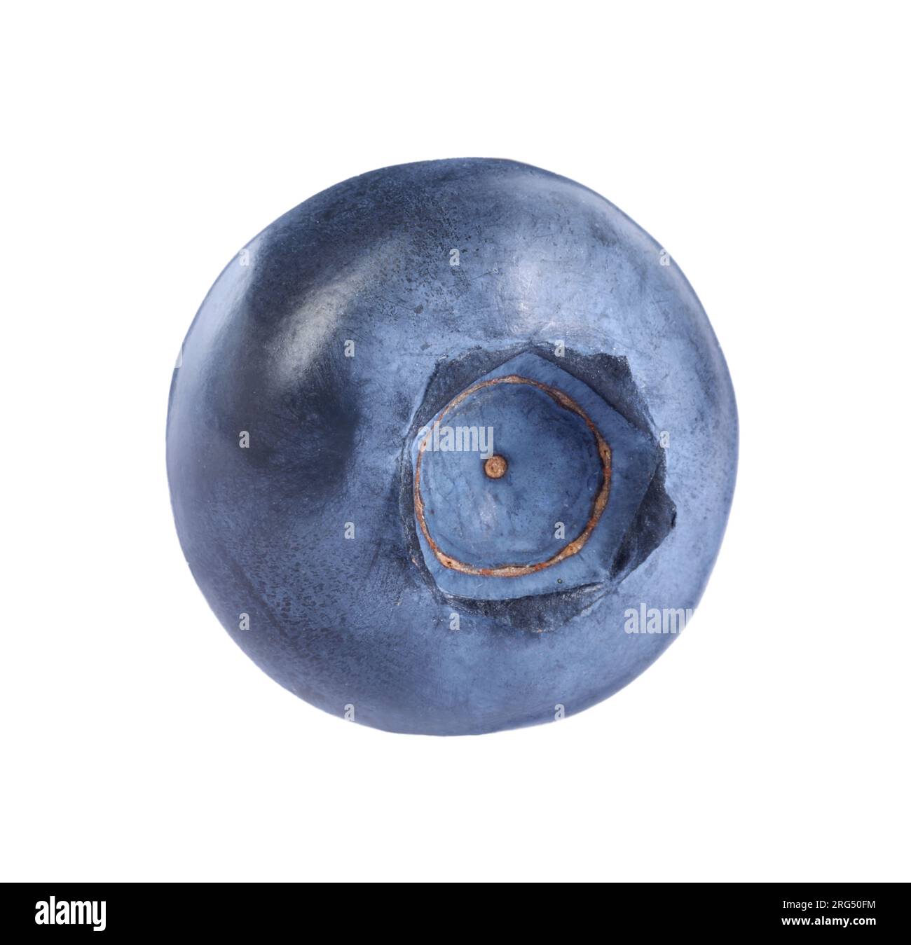 One fresh ripe blueberry isolated on white Stock Photo - Alamy