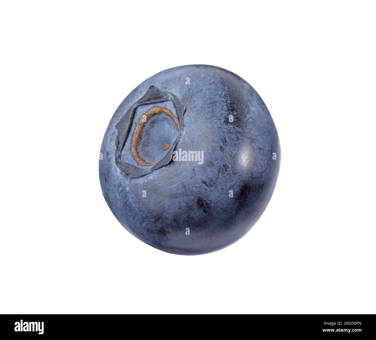 One fresh ripe blueberry isolated on white Stock Photo - Alamy
