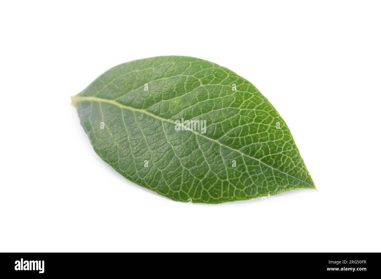 One green blueberry leaf isolated on white Stock Photo - Alamy