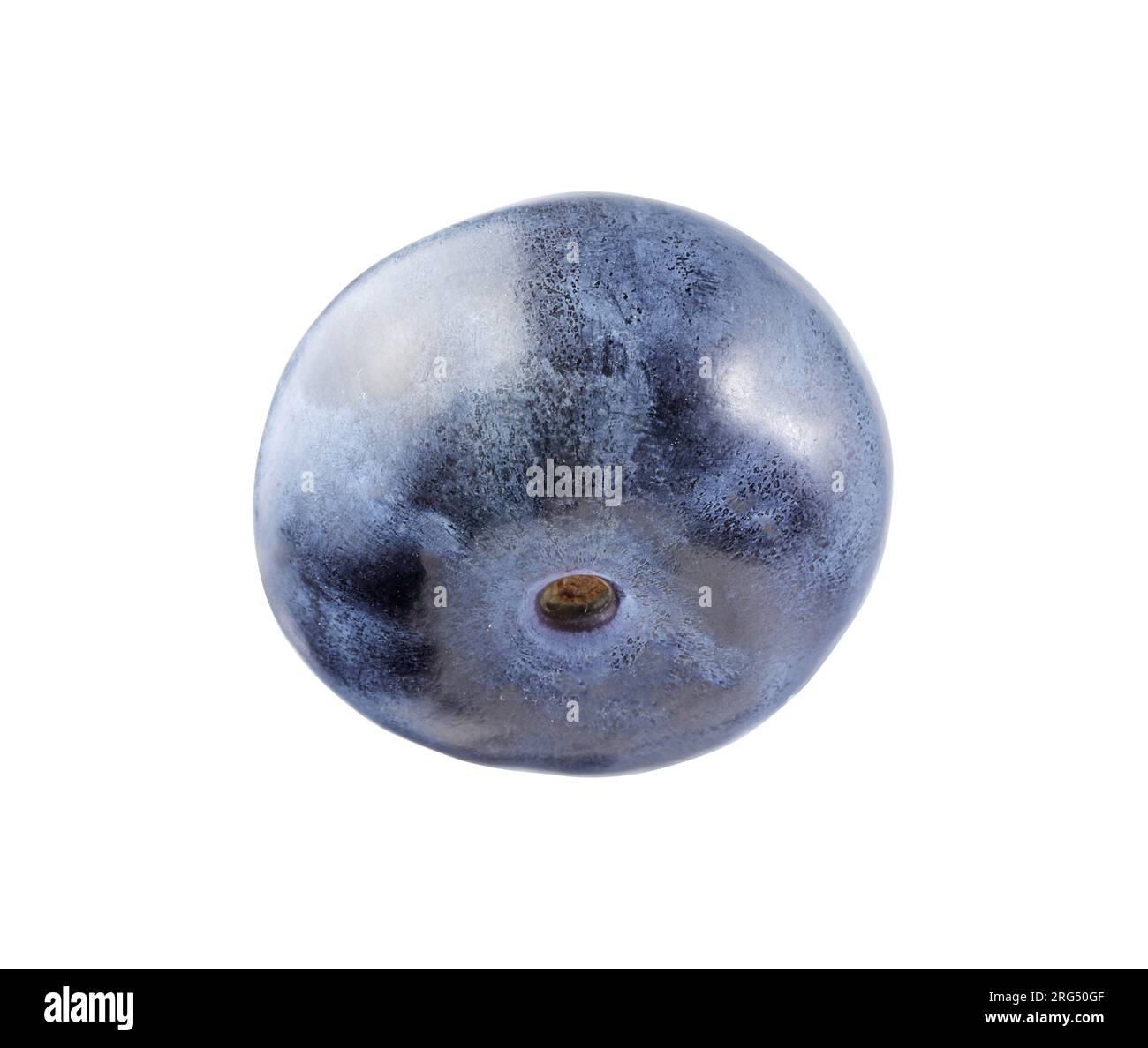 One fresh ripe blueberry isolated on white Stock Photo - Alamy