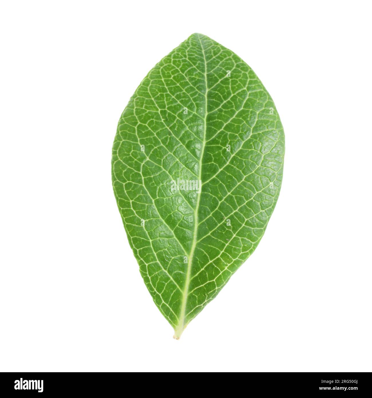 One green blueberry leaf isolated on white Stock Photo - Alamy