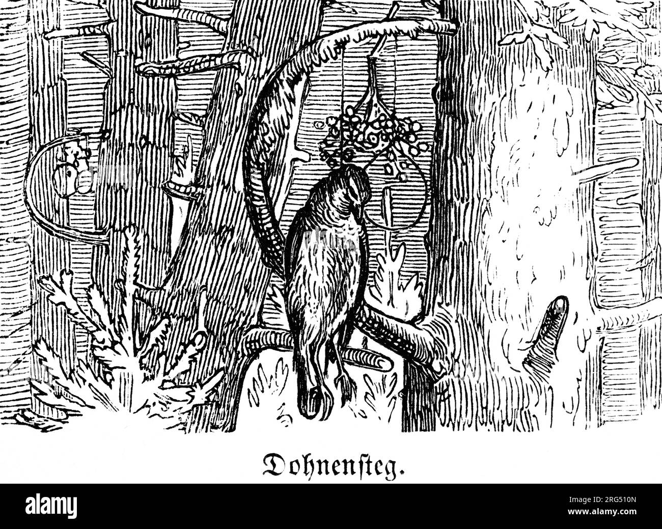 Fieldfare bird in front of a berry trap, Krammetsvogel, wild animals ...