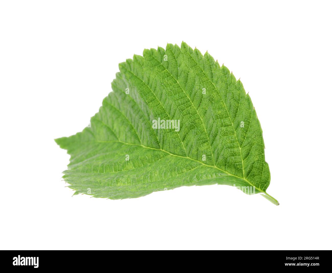One green raspberry leaf isolated on white Stock Photo - Alamy