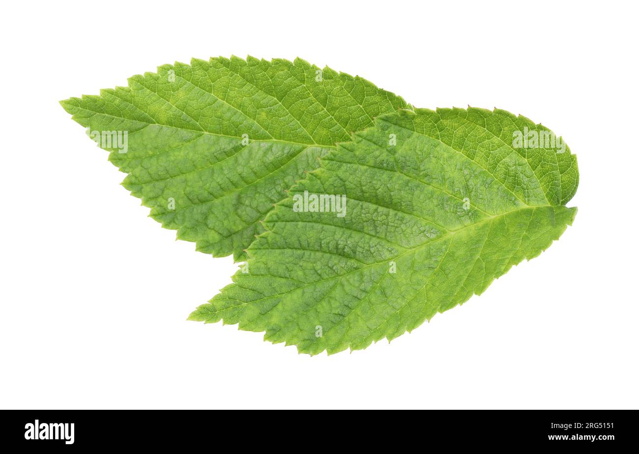 Fresh green raspberry leaves isolated on white Stock Photo - Alamy