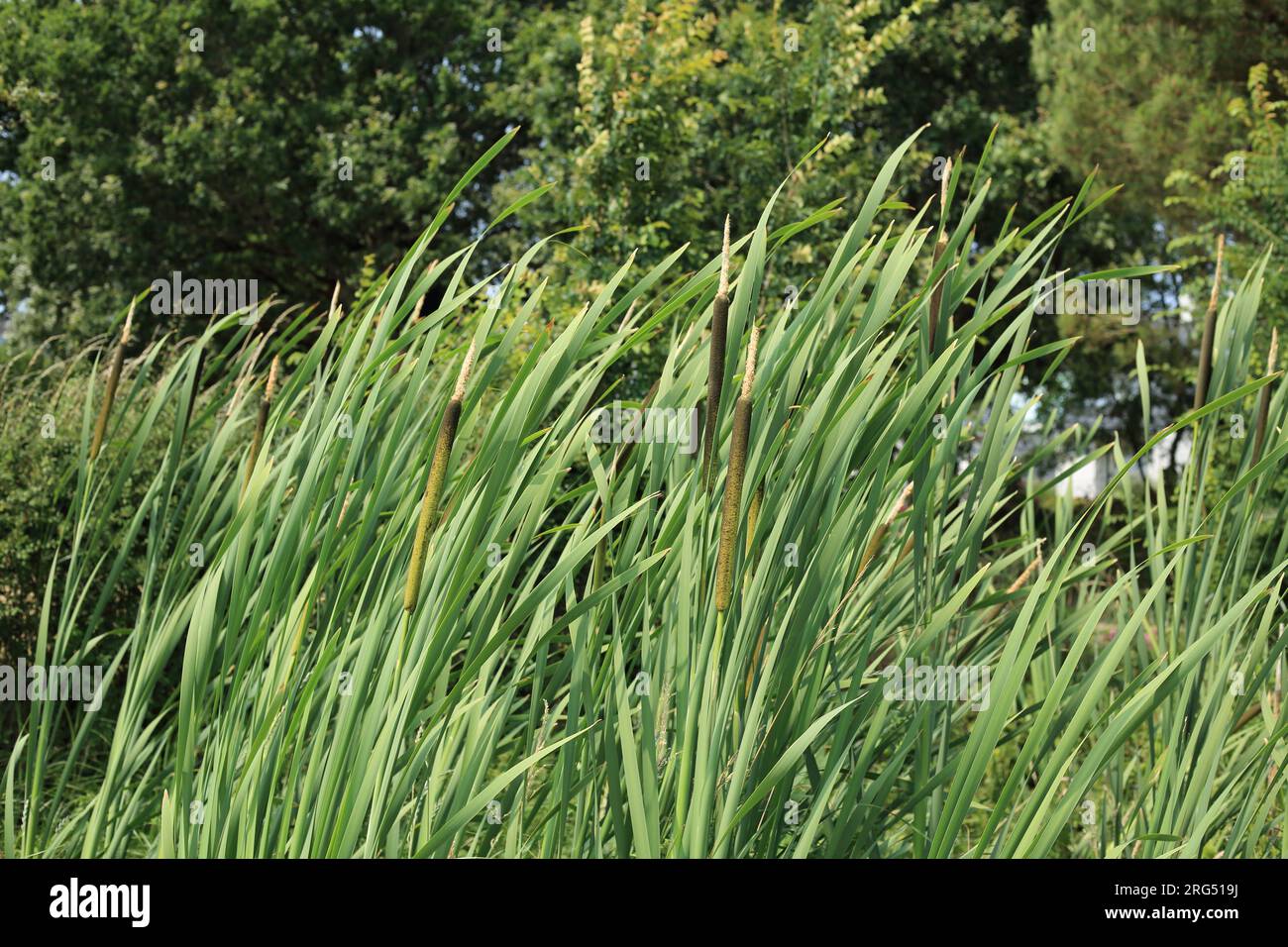 Bull rushes at in the salt marsh at Ranquin, Sene, Vannes, Morbihan ...