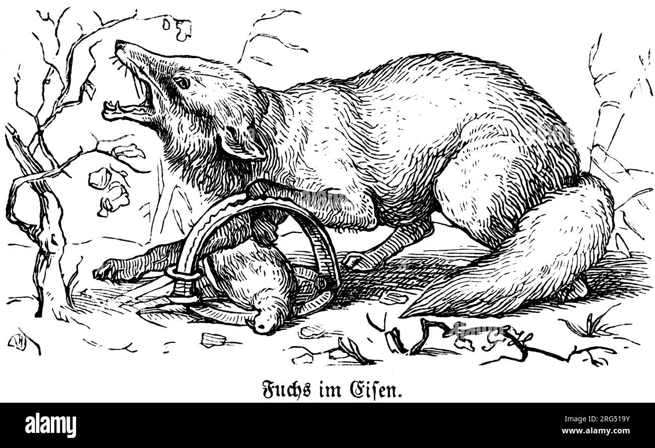 Fox with a caught partridge caught in a trap, wild animals and hunting ...