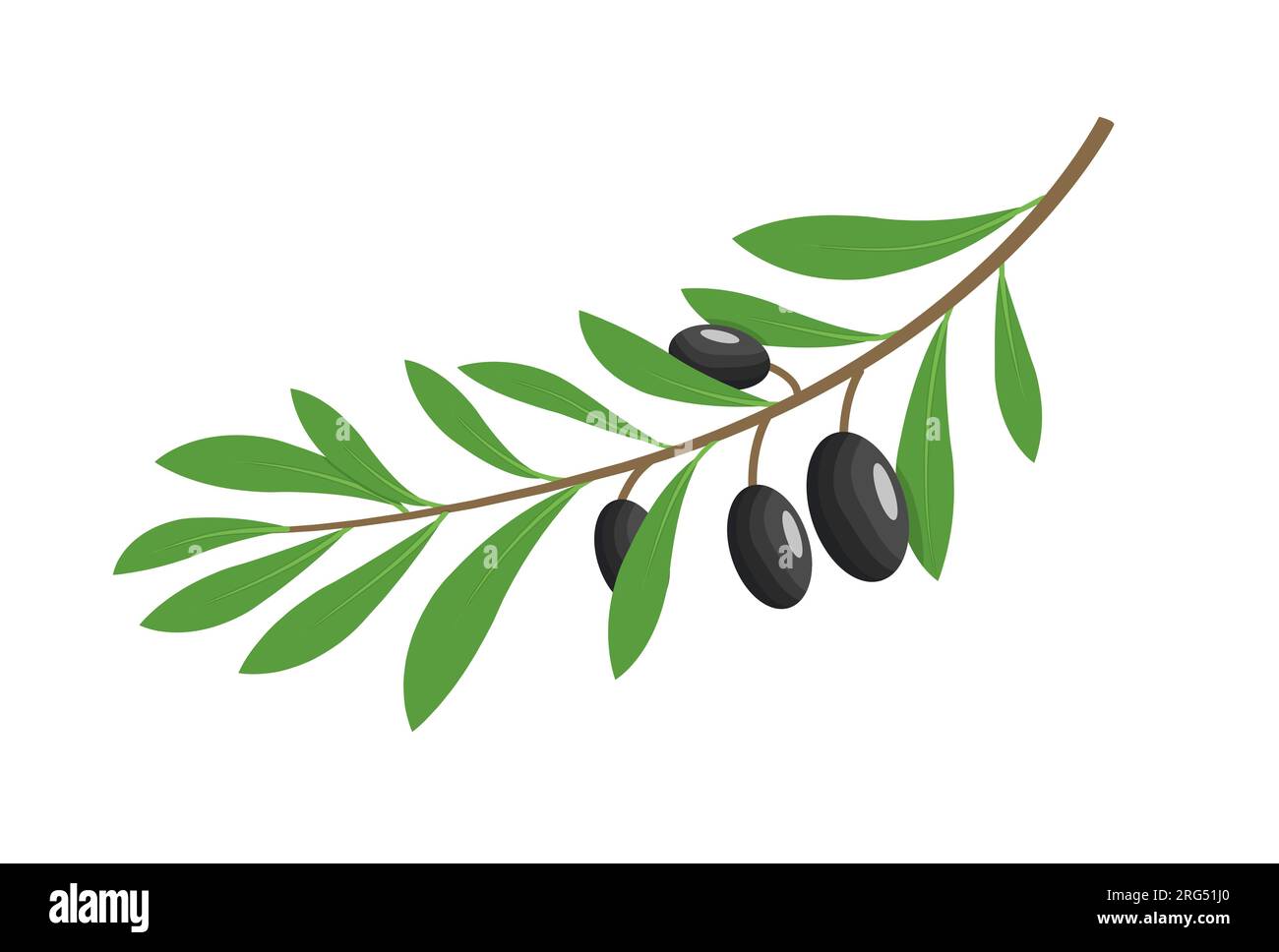 Olive branch tree isolated leaf. Olive food green branch plant ...