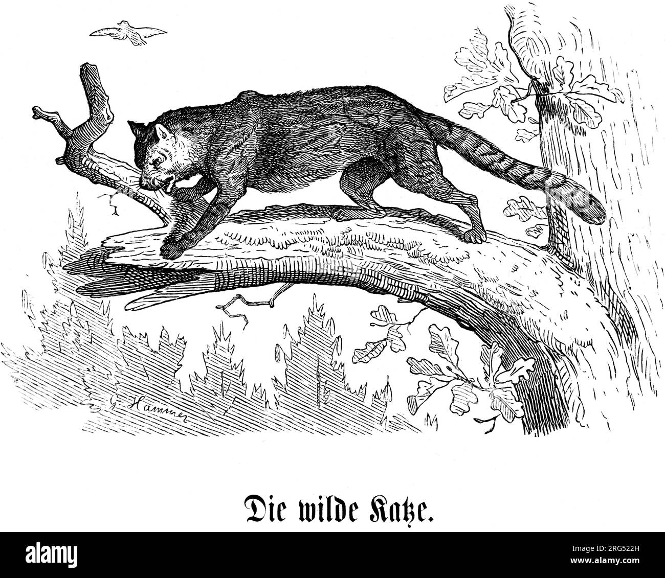A wild cat, wild animals and hunting scenes,, historical Illustration ...