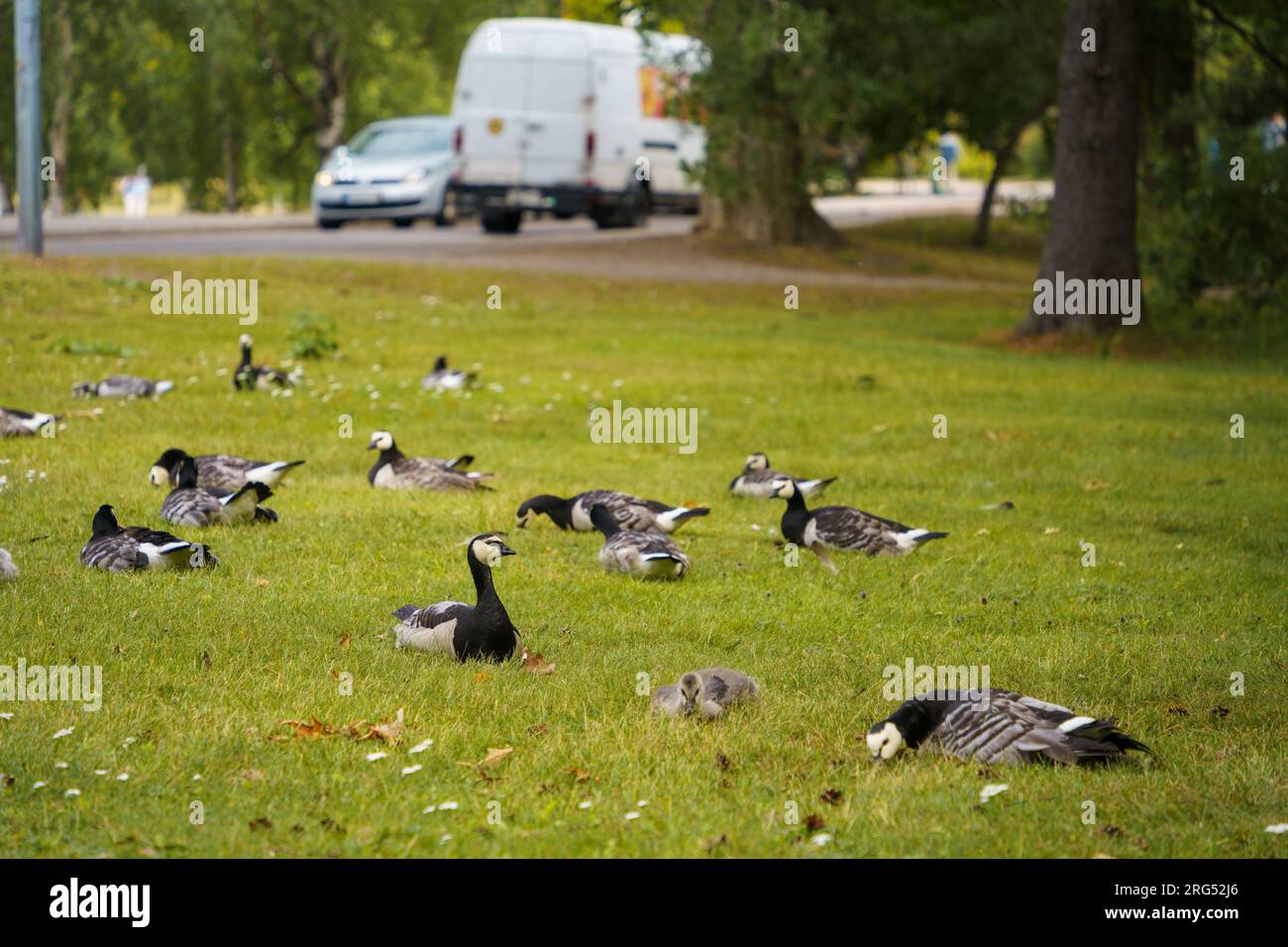 Group of barnacle goose (Branta leucopsis) in the park. Helsinki ...