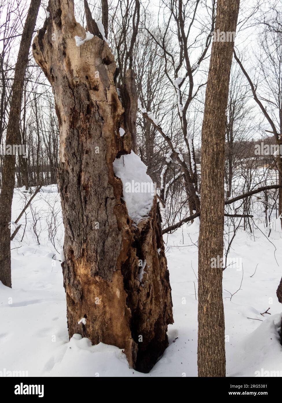 Icy winter dead trees hi-res stock photography and images - Alamy