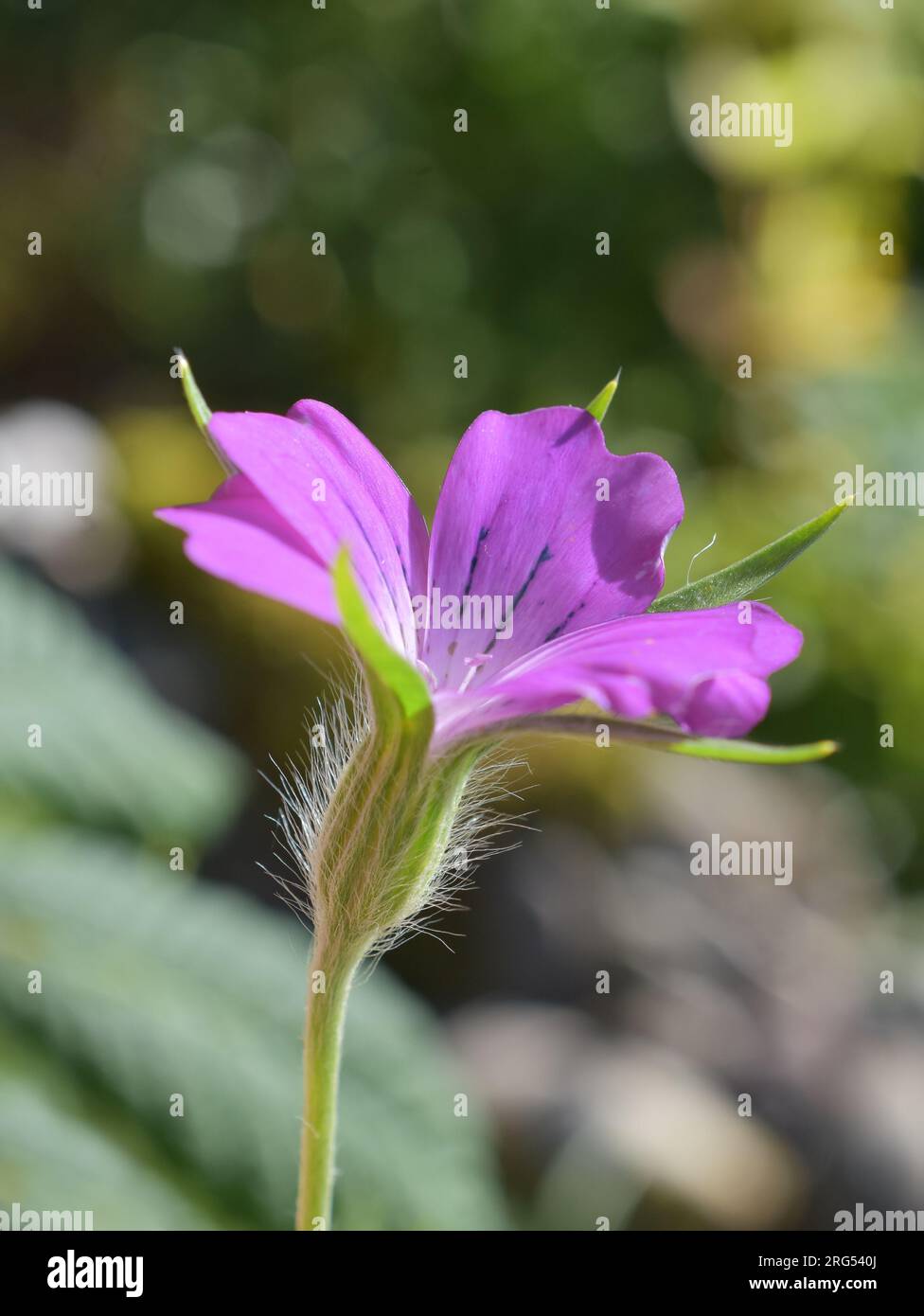 Common corncockle hi-res stock photography and images - Alamy