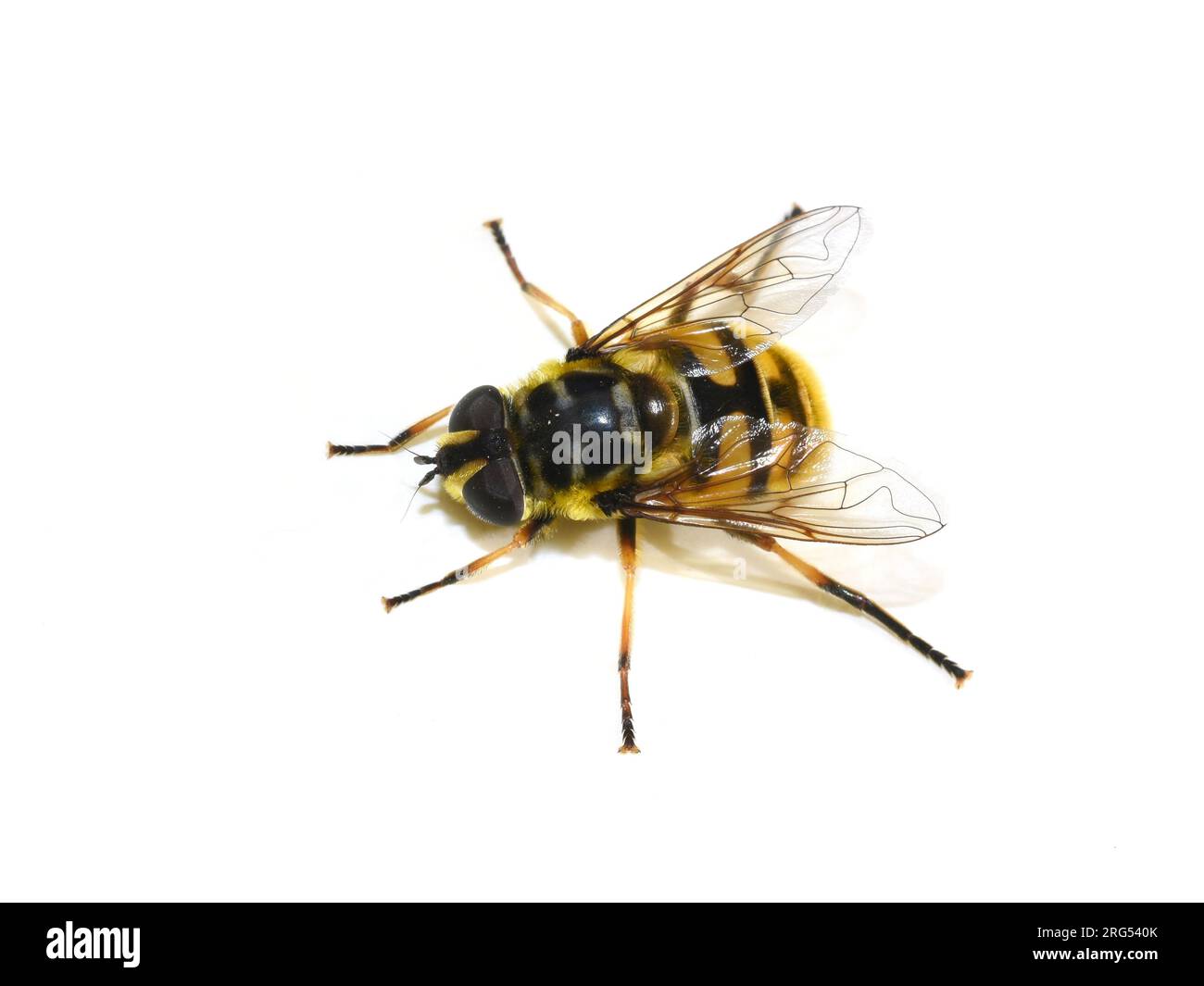 Myathropa florea batman hoverfly mimicing wasp isolated on white ...