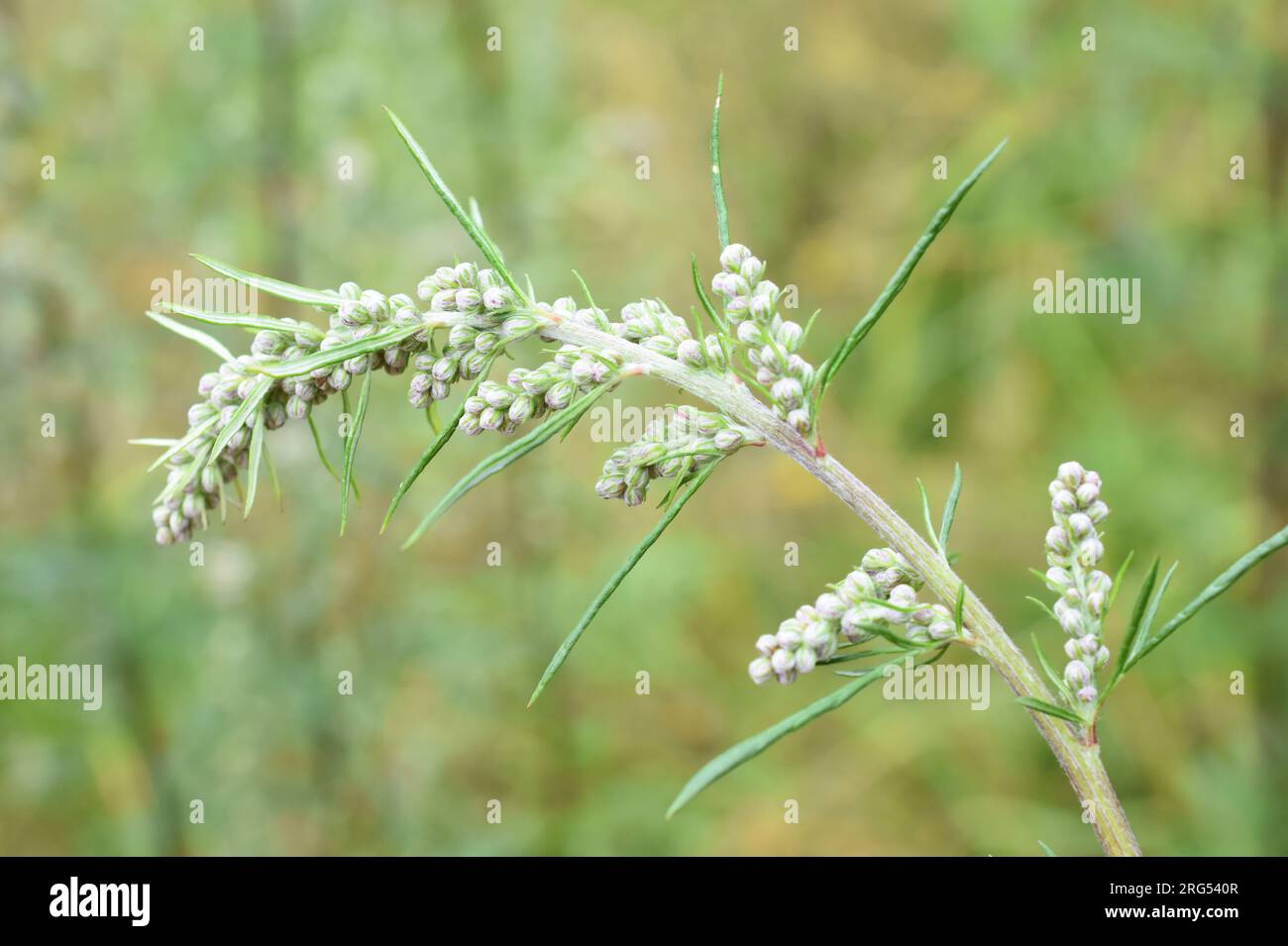 Artemisia vulgaris common mugwort allergen flower buds Stock Photo - Alamy
