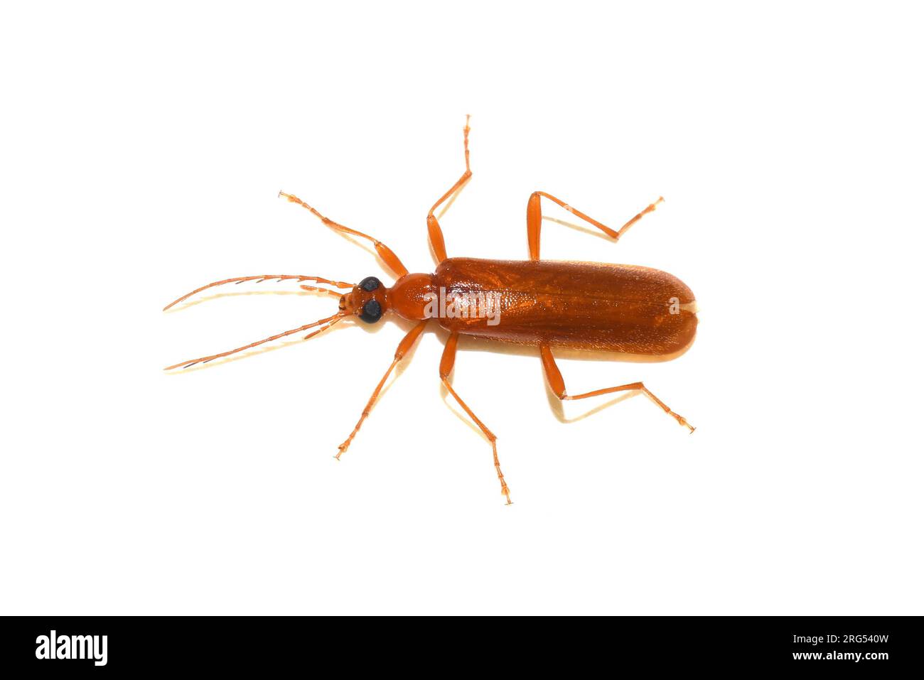 The fire-coloured beetle Dendroides concolor on white background Stock ...