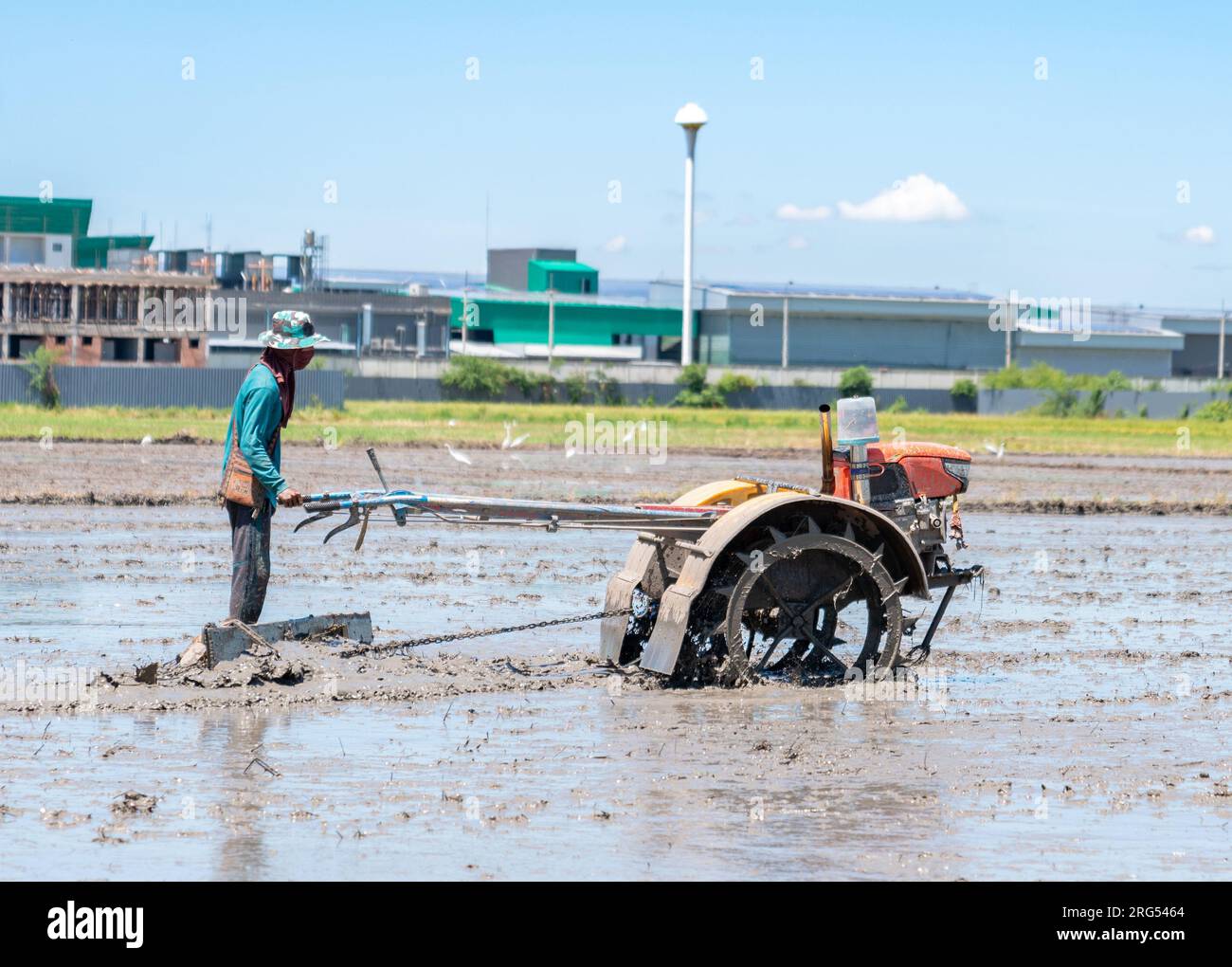 Farmer ploughs a rice paddy field in preparation for planting rice in ...