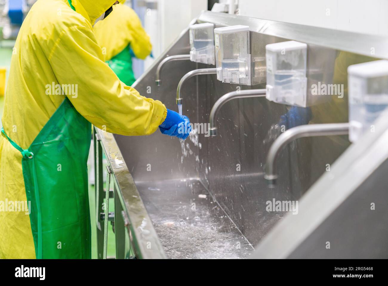 Worker washes and processes hands with rubber gloves after cutting ...