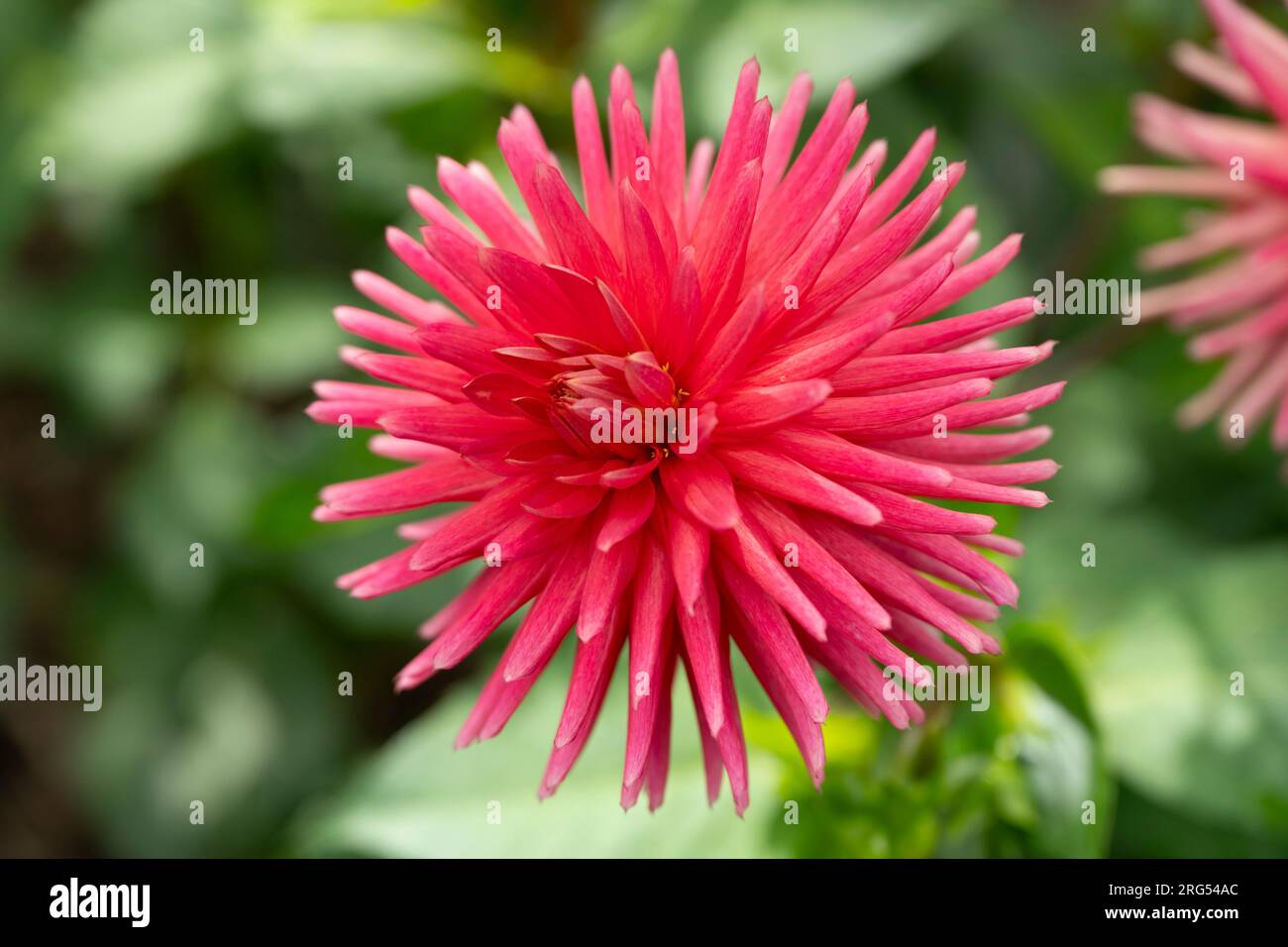 Dahlia Josudi Hercules, flower Stock Photo - Alamy