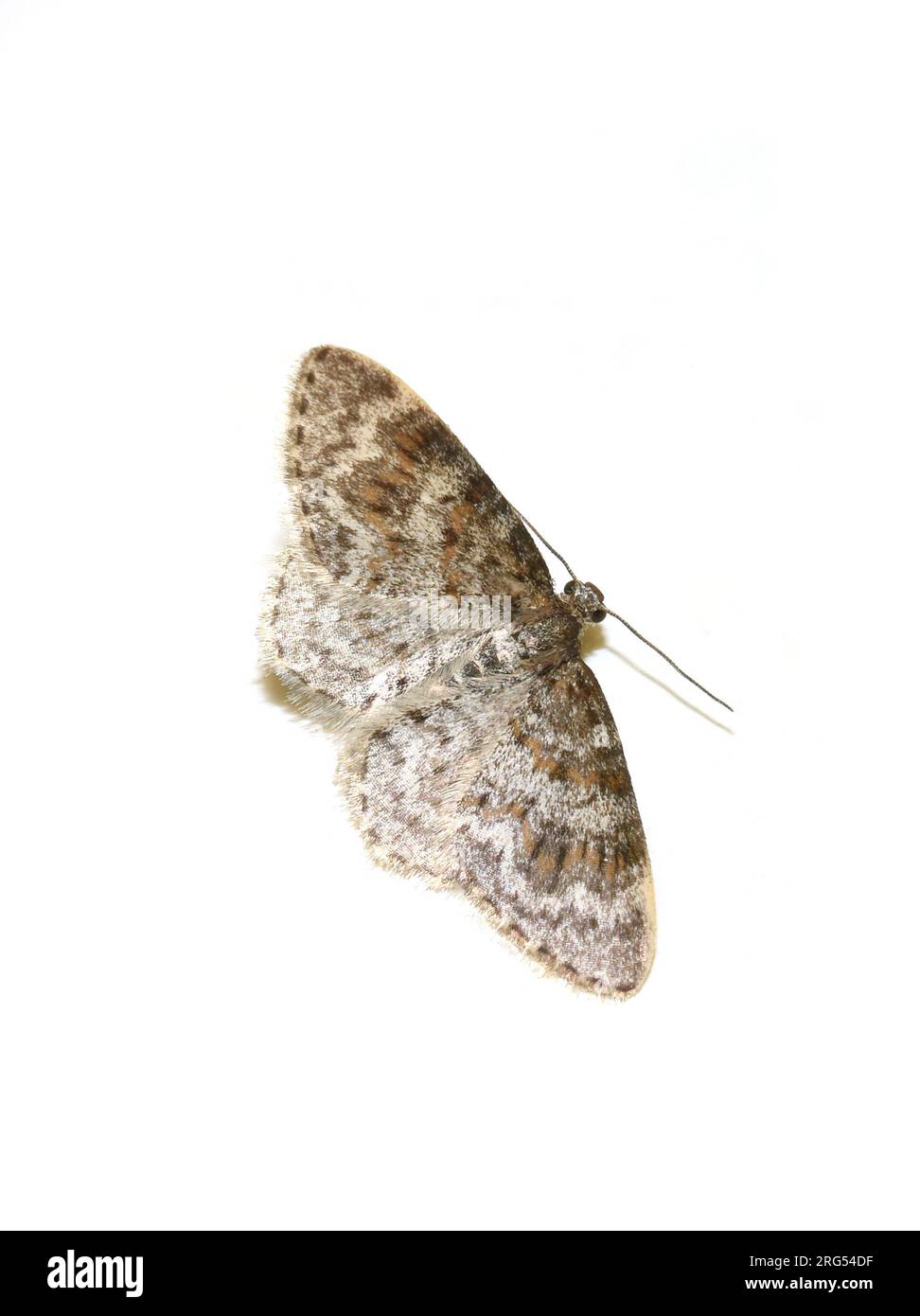 The unadorned carpet moth Hydrelia inornata on white background Stock ...