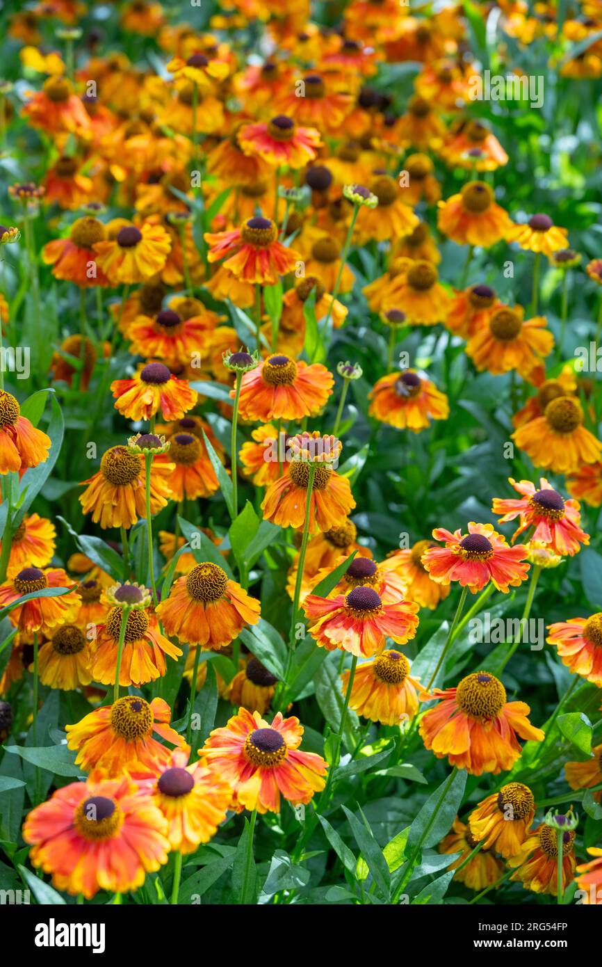 Sahins early flowering hi-res stock photography and images - Alamy