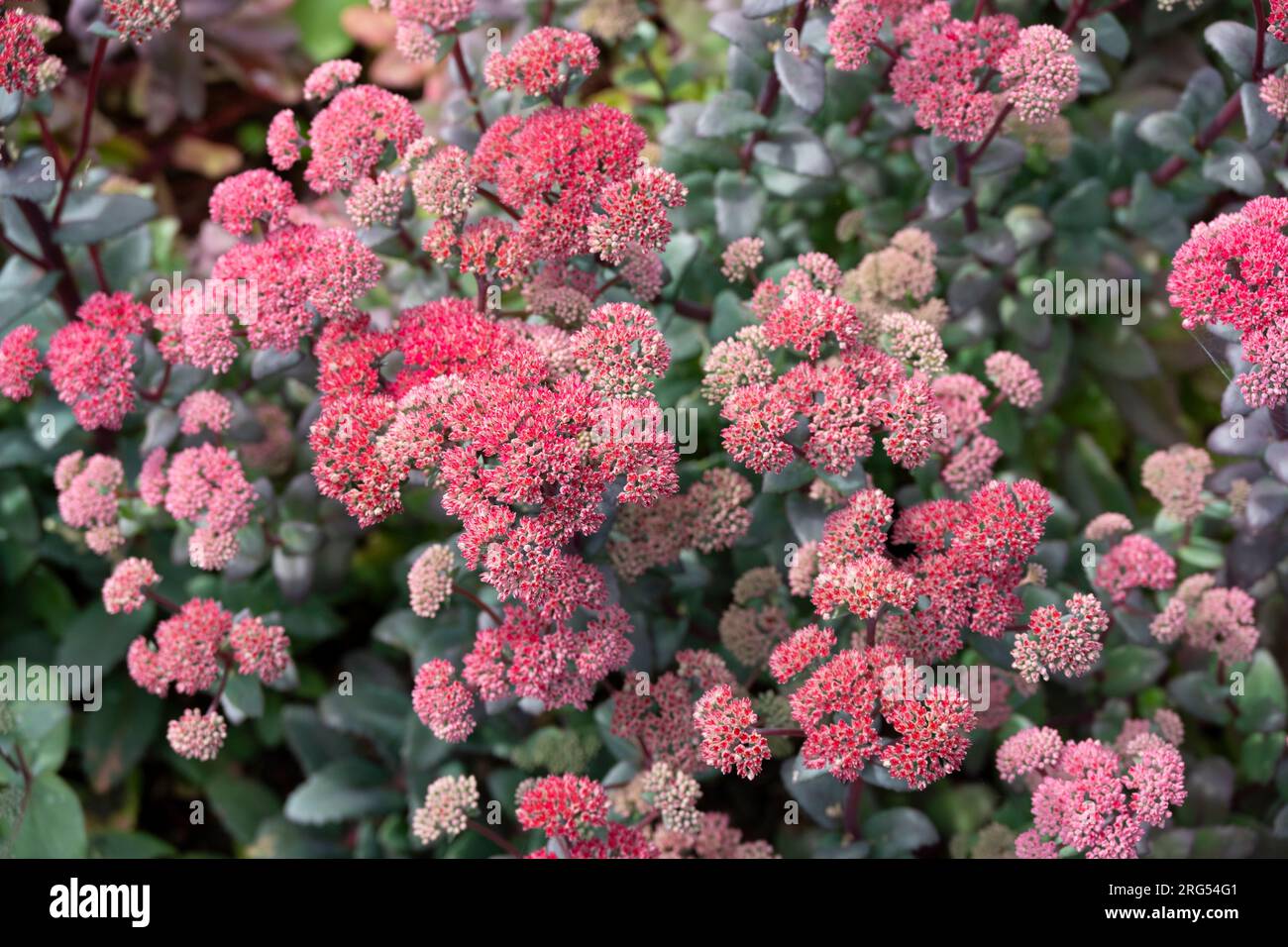 Head of cauli hi-res stock photography and images - Alamy