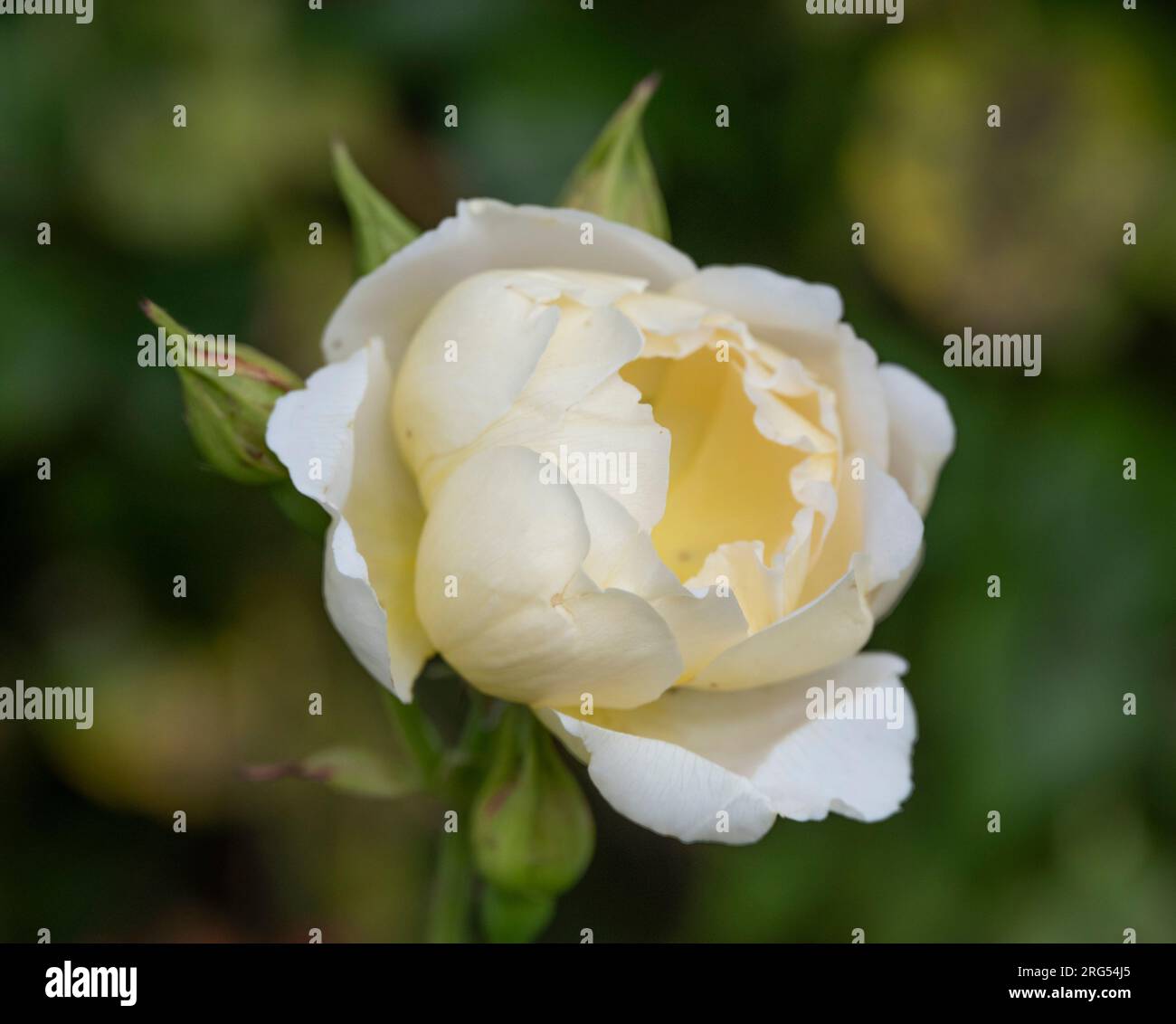 Rosa comte de champagne hi-res stock photography and images - Alamy