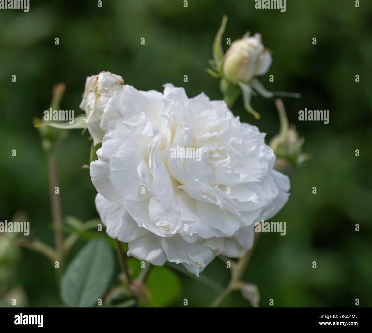Rosa Susan Williams-Ellis, flower Stock Photo - Alamy
