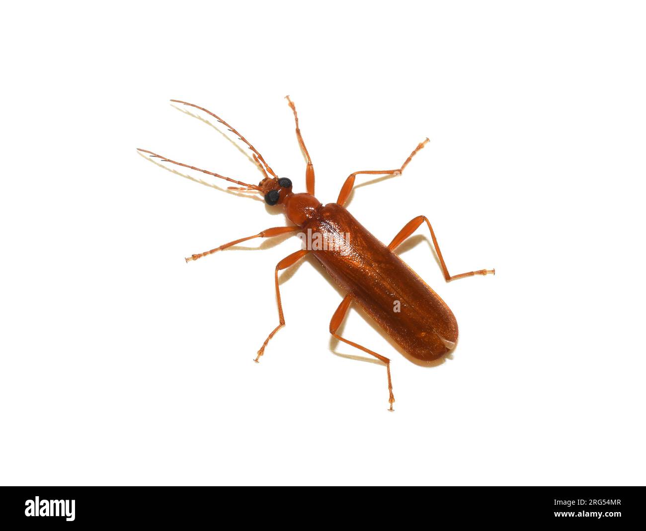 Shiny red beetle Cut Out Stock Images & Pictures - Alamy