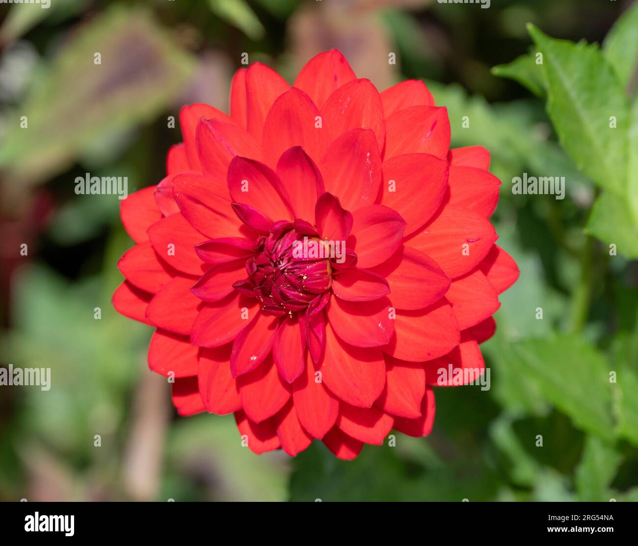 Red Dahlia flower Stock Photo - Alamy