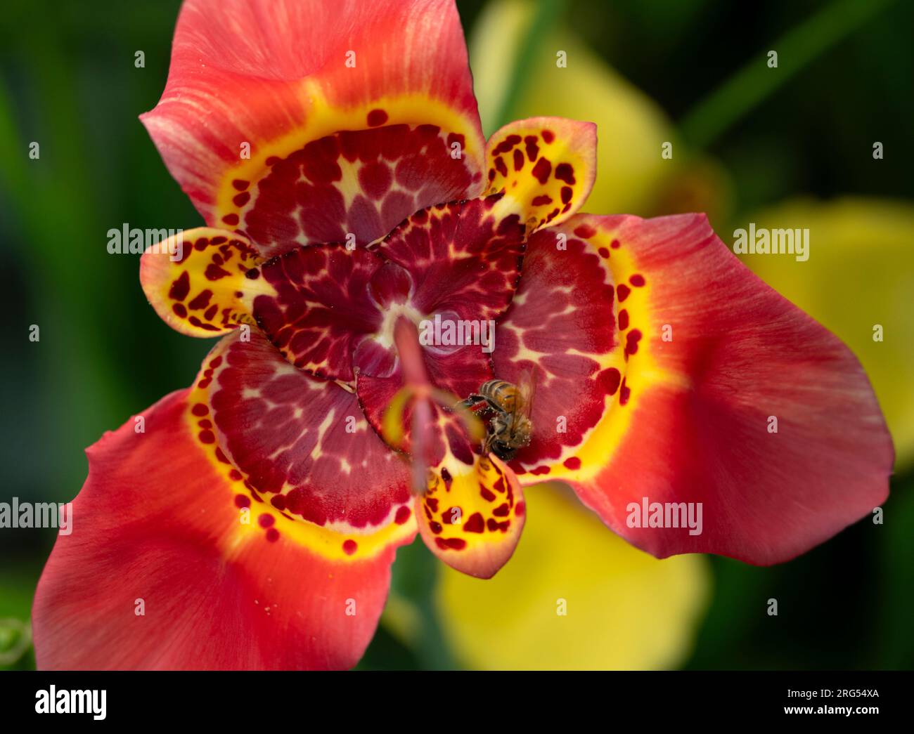 Tigridia pavonia, Speciosa, peacock tiger flower Stock Photo - Alamy