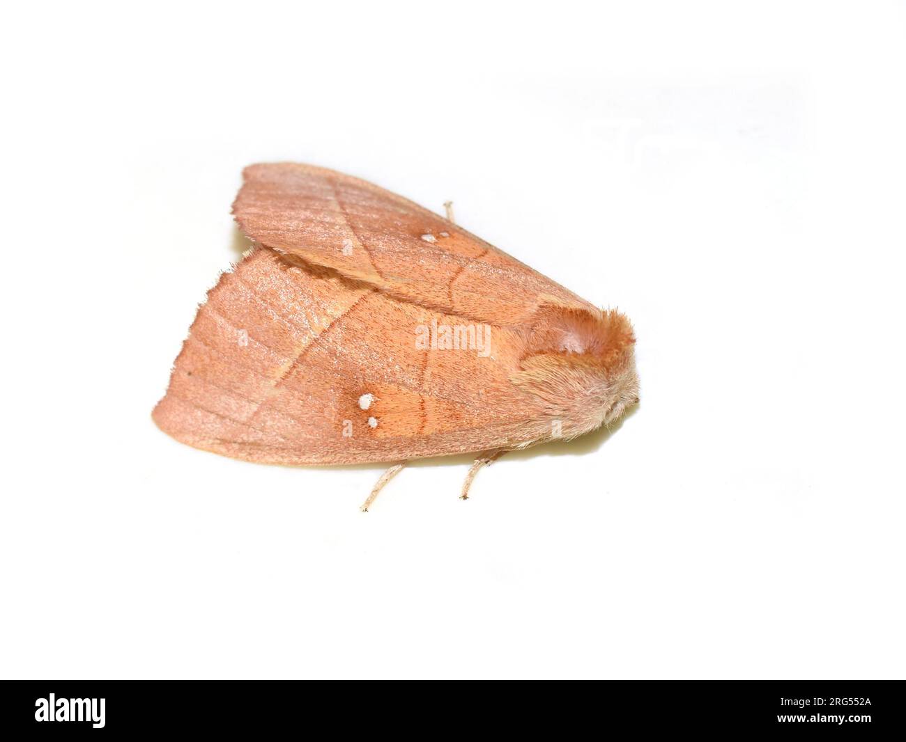The rough prominent moth Nadata gibbosa on white background Stock Photo ...