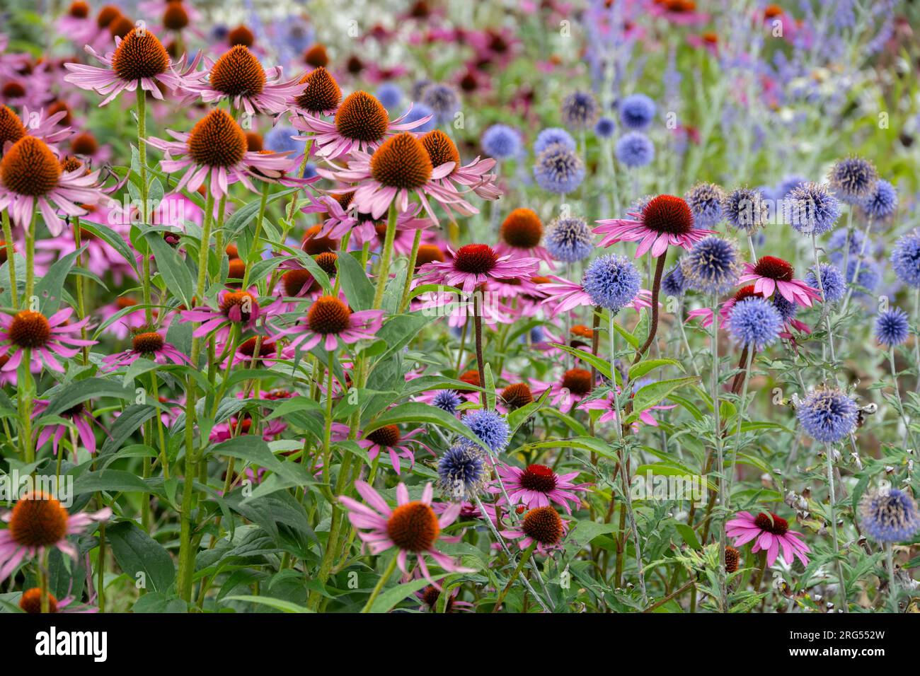 Purple coneflowers in a mixed border planting Stock Photo - Alamy