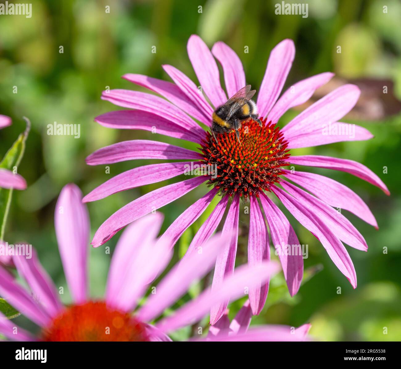 Echinacea, purple coneflower with bumble bee pollinator Stock Photo - Alamy