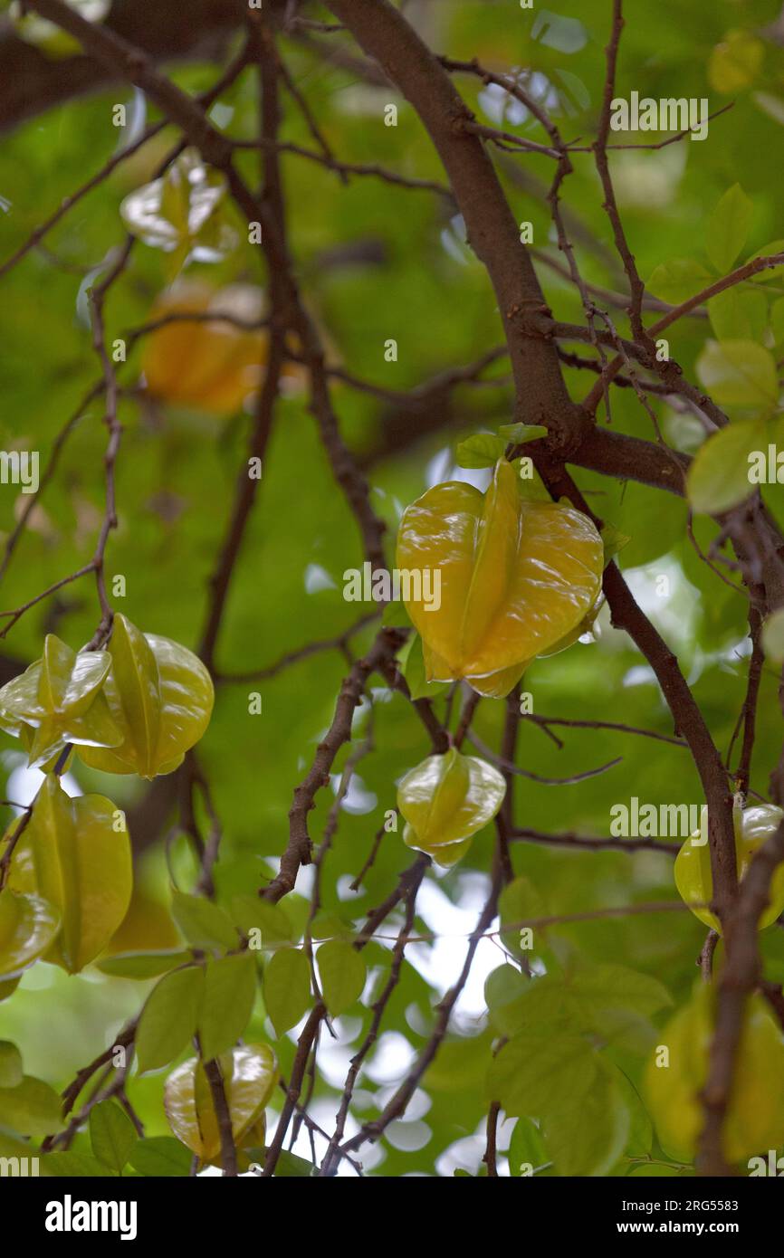 Averrhoa carambola is a species of tree in the family Oxalidaceae; it ...