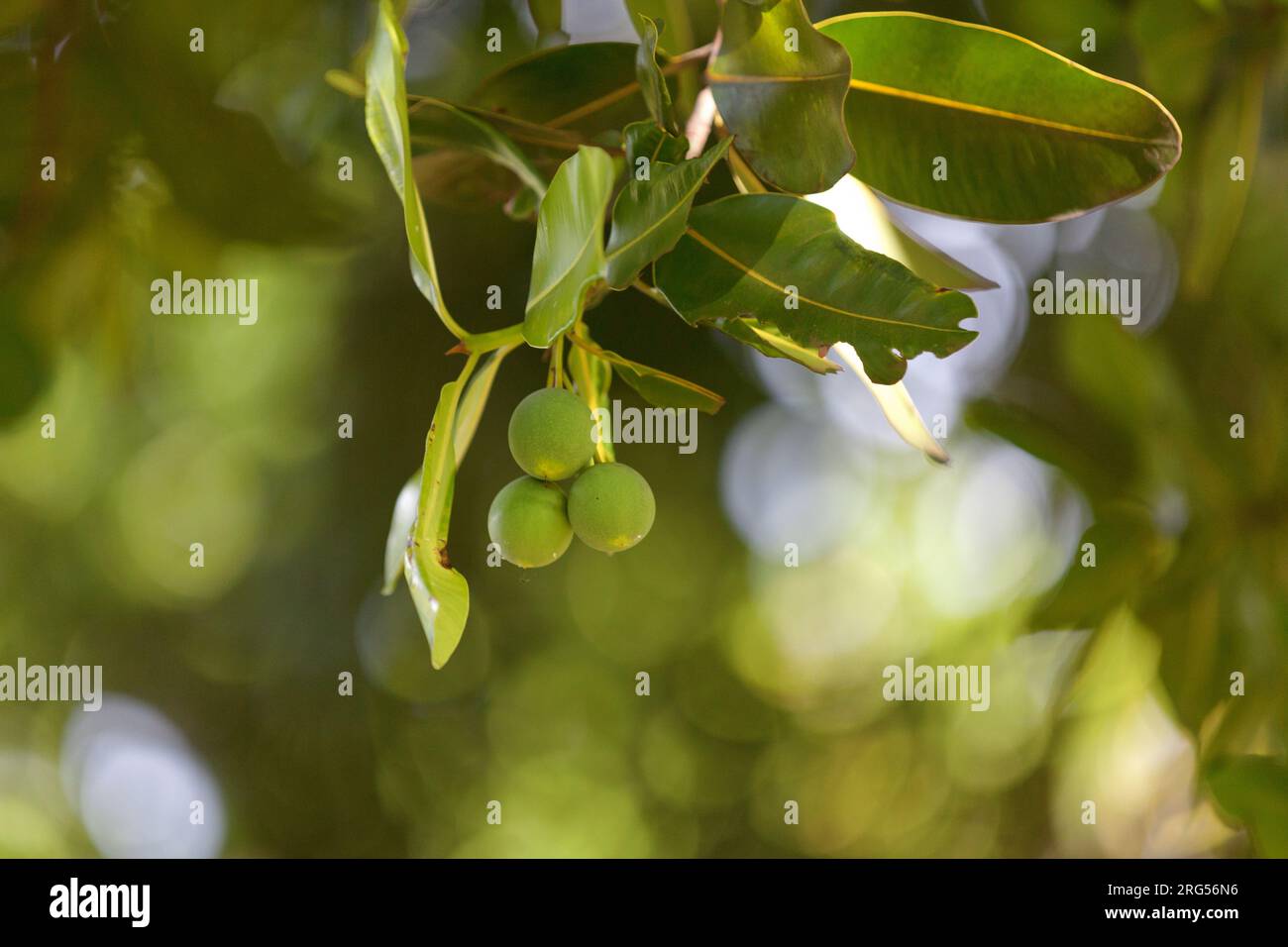 Calophyllum inophyllum is a large evergreen, commonly called ...