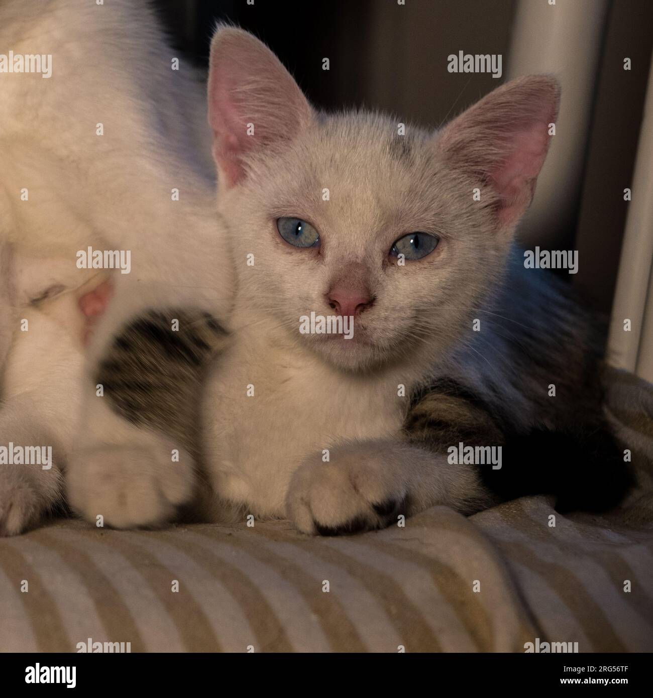 Playfulkittens hi-res stock photography and images - Alamy