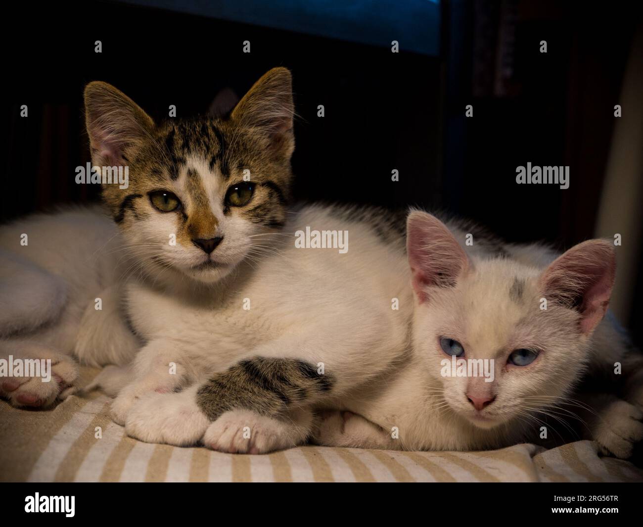 Kittensgalore hi-res stock photography and images - Alamy