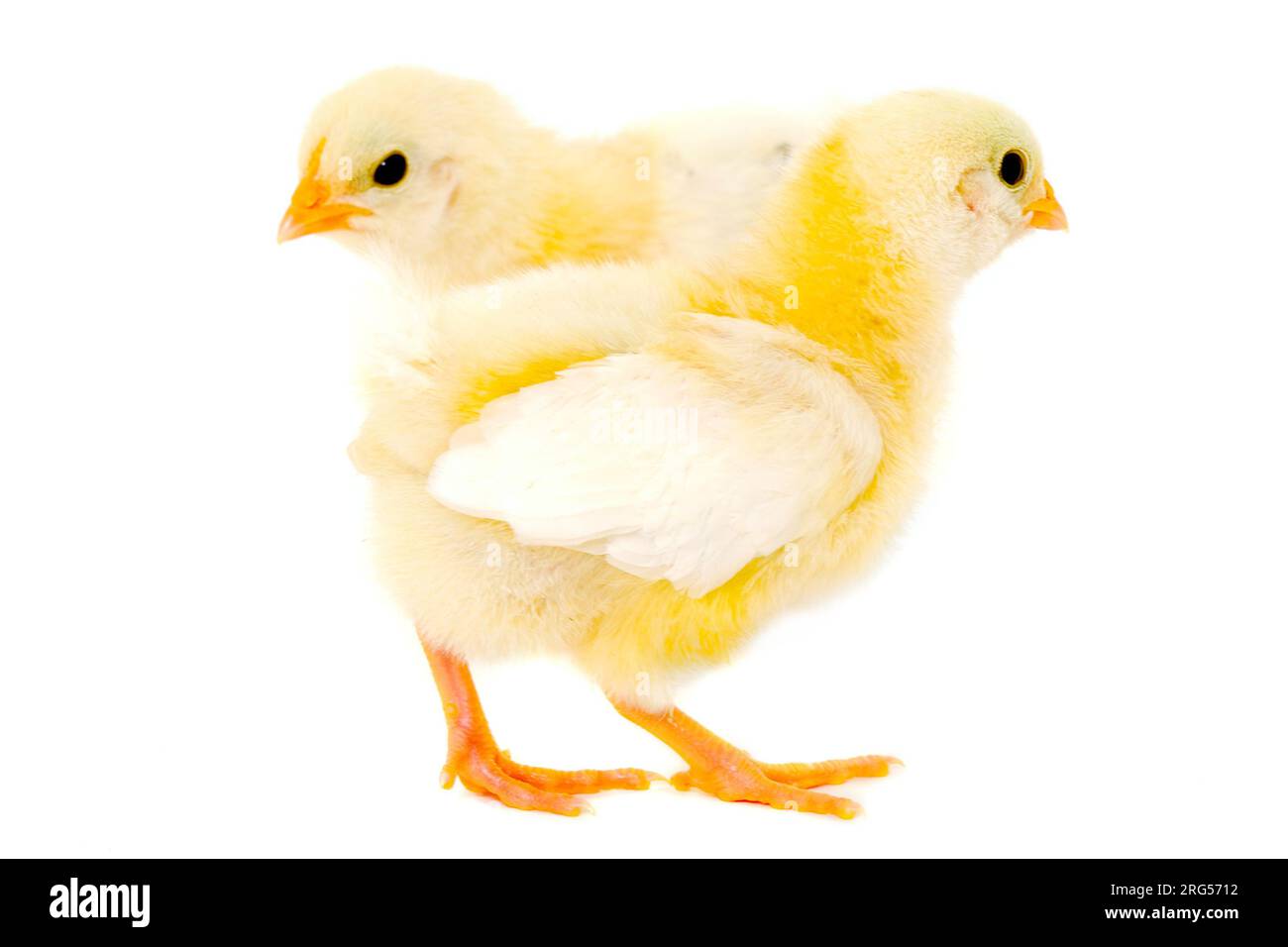 Two sweet baby chicks is standing on a clean white background Stock ...