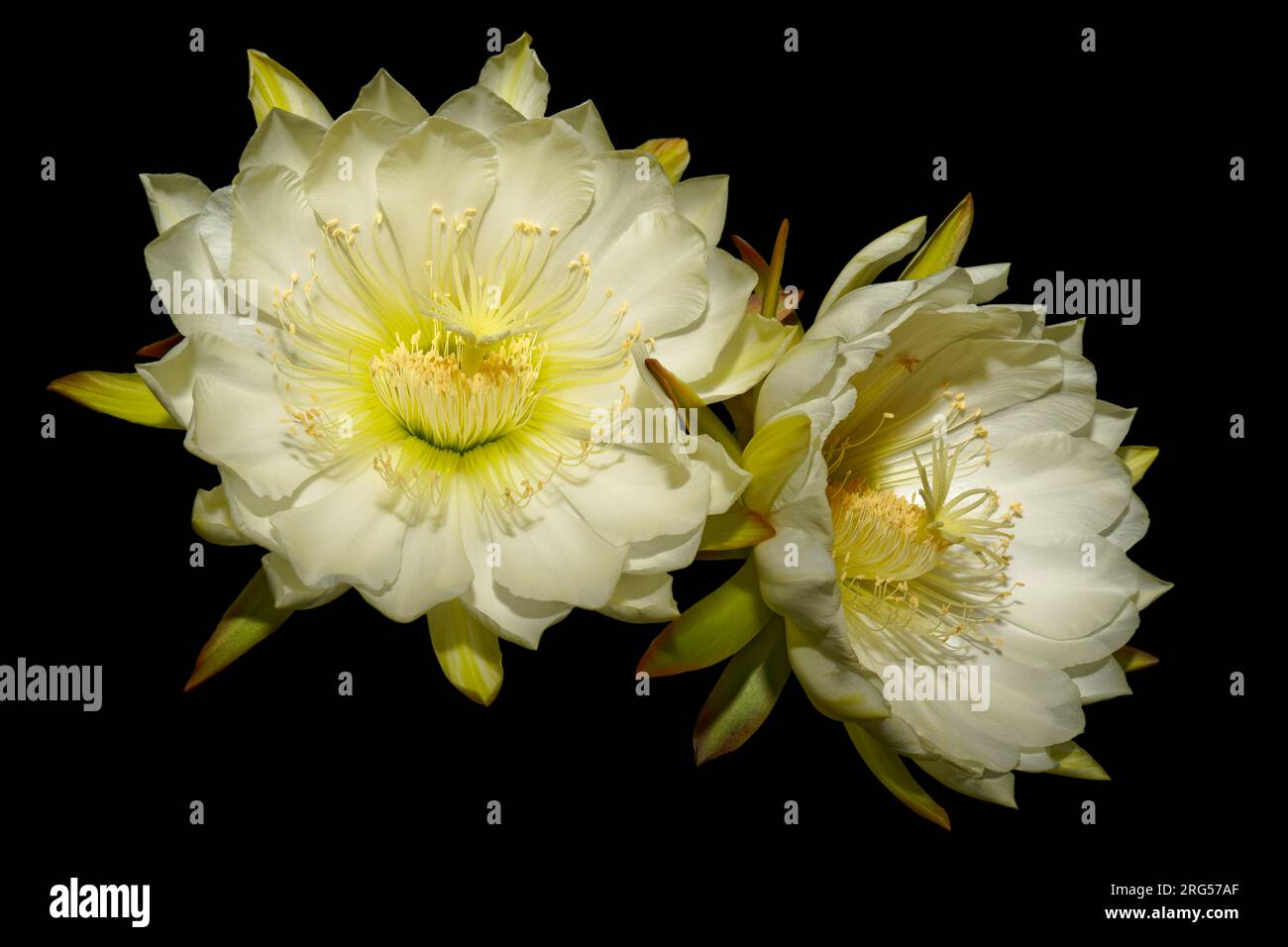 Cereus cactus hi-res stock photography and images - Alamy