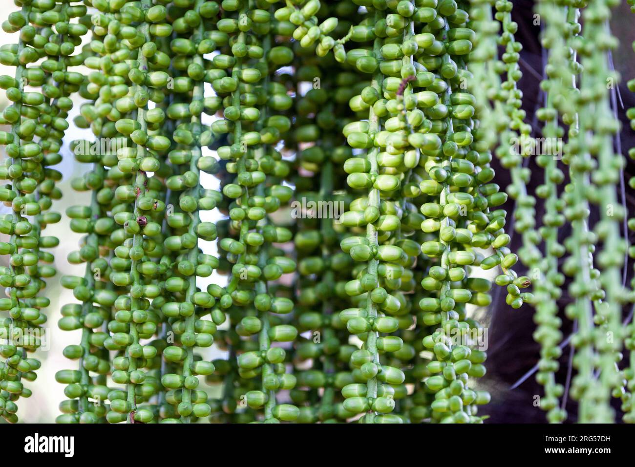 Close-up on a grape of caryota flowers ready to bloom. Caryota is a ...