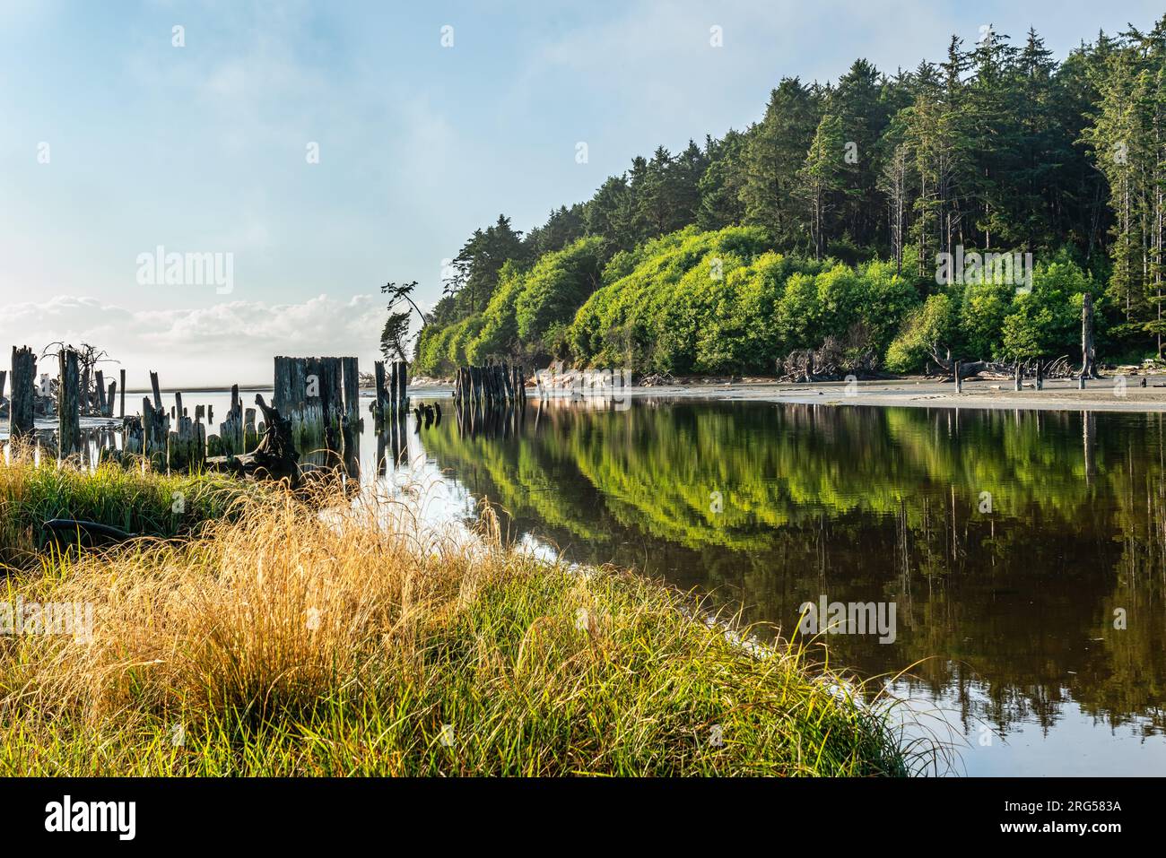 Evergreen trees and old pilings line the Moclips River in Washington ...