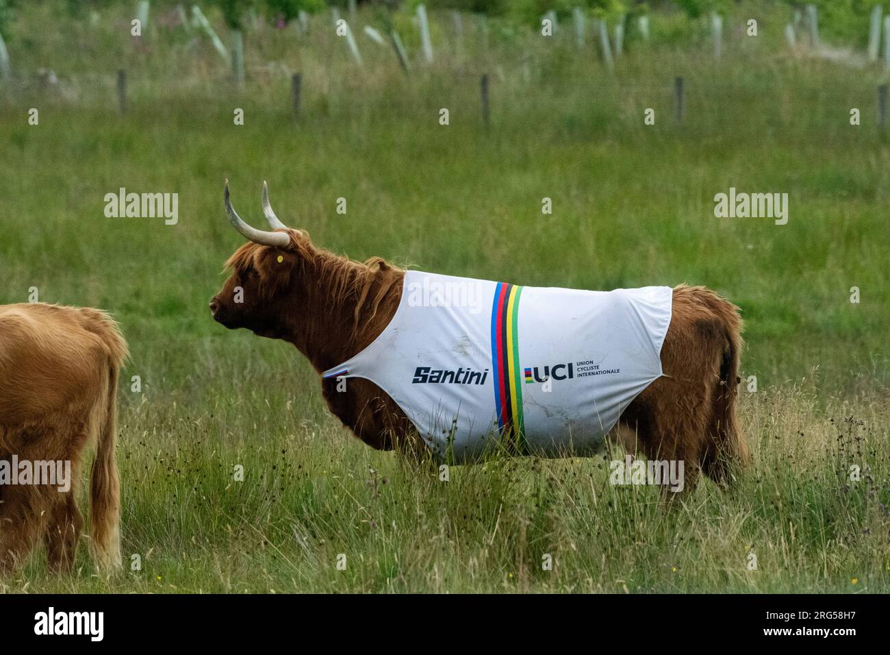 A Scottish Highland cow in a rainbow jersey at the roadside duing the ...