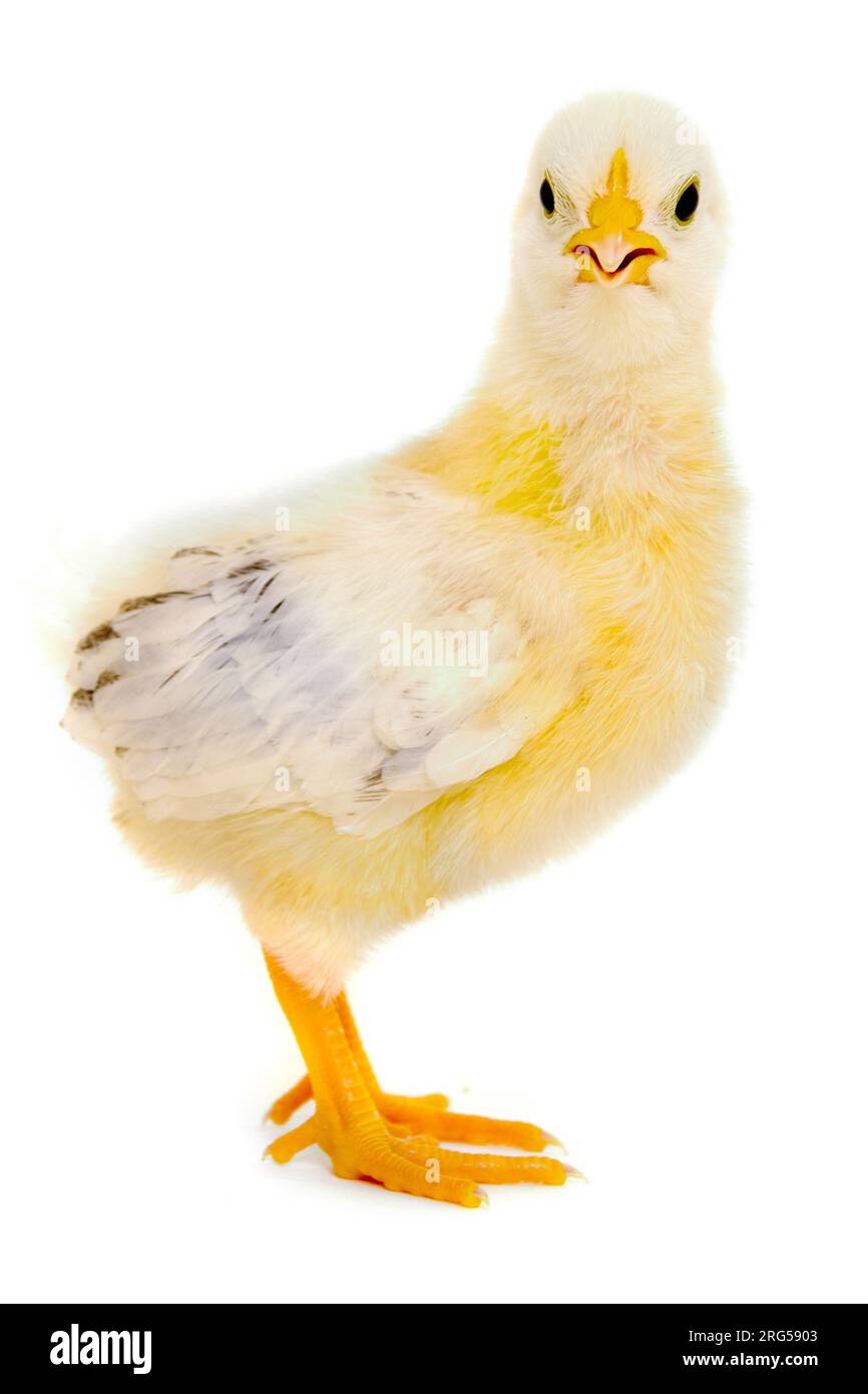 Sweet baby chicken is standing on a clean white background Stock Photo ...