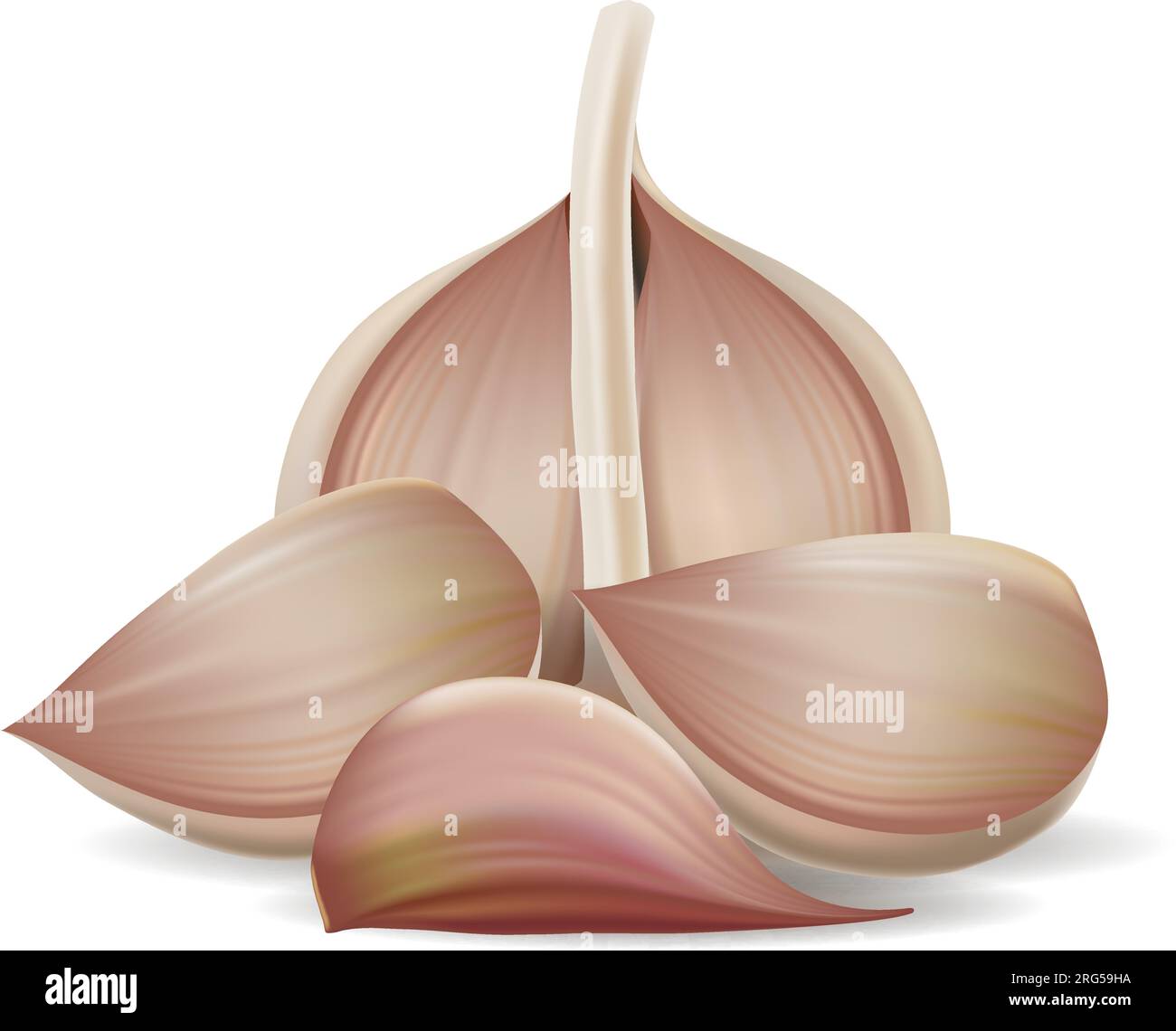 Garlic composition Stock Vector Images - Alamy