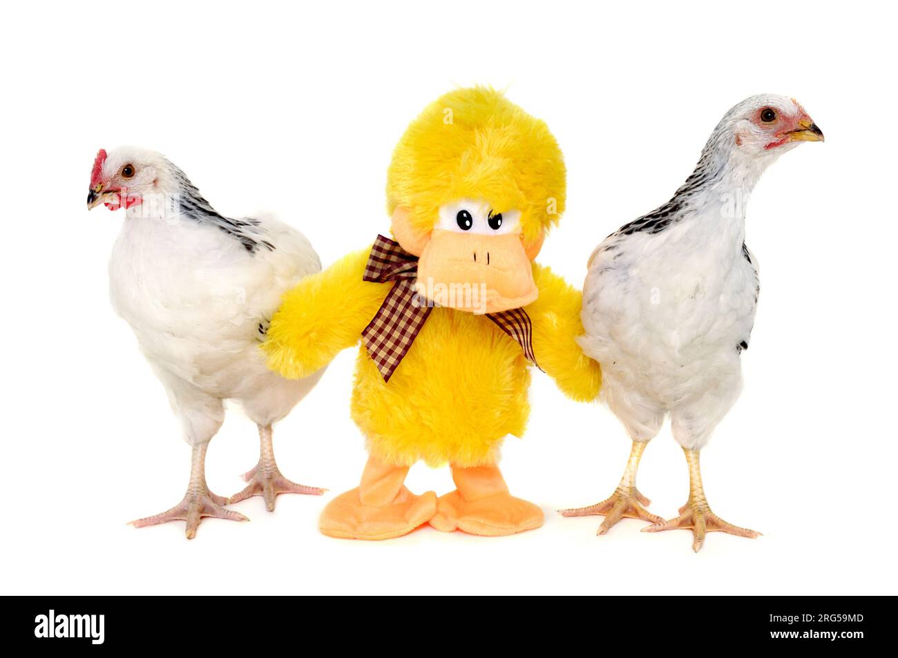 Chickens and a toy duck is standing together. Isolated on a white ...