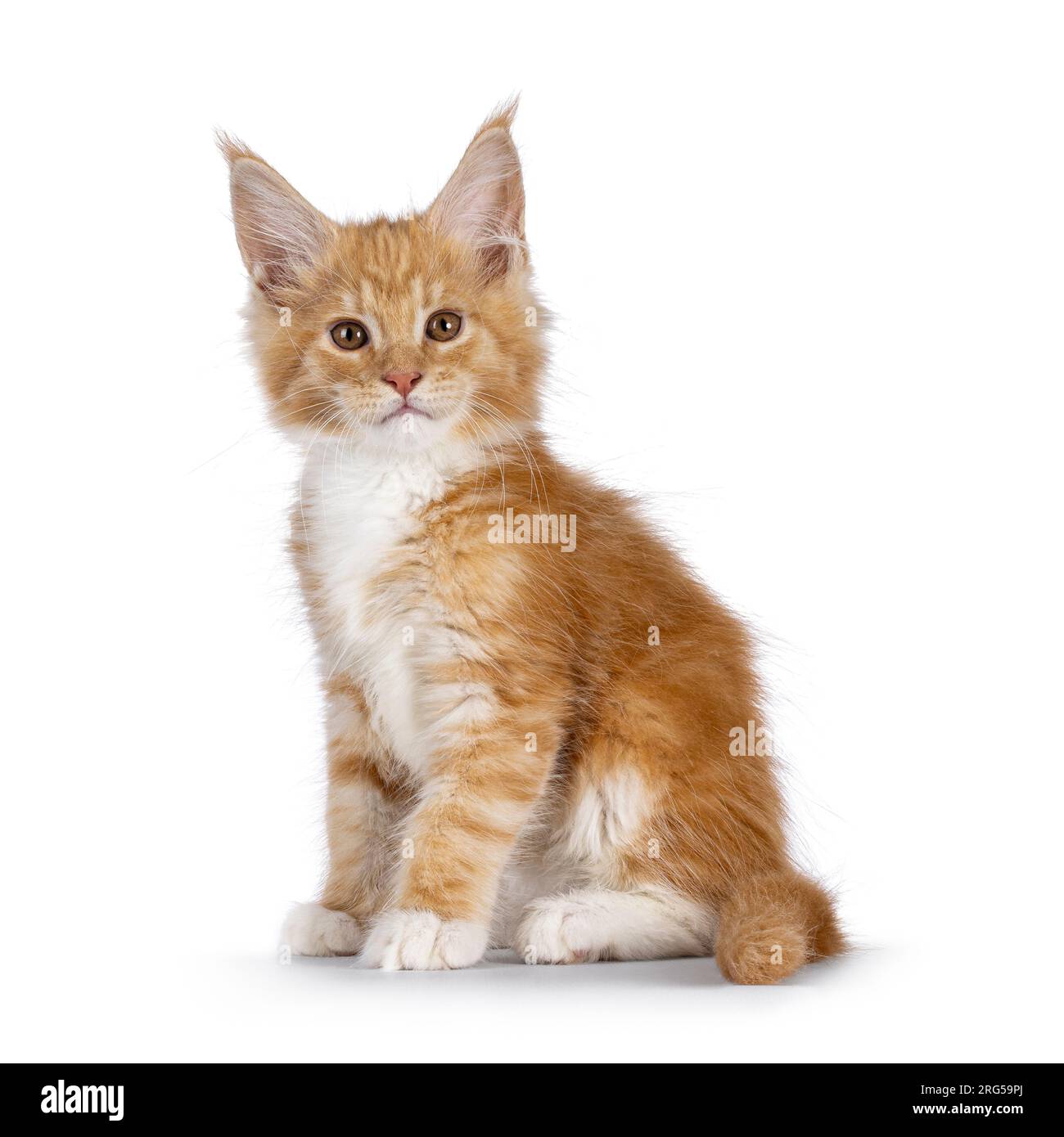 Cute red with white cat kitten, sitting side ways. Looking towards ...